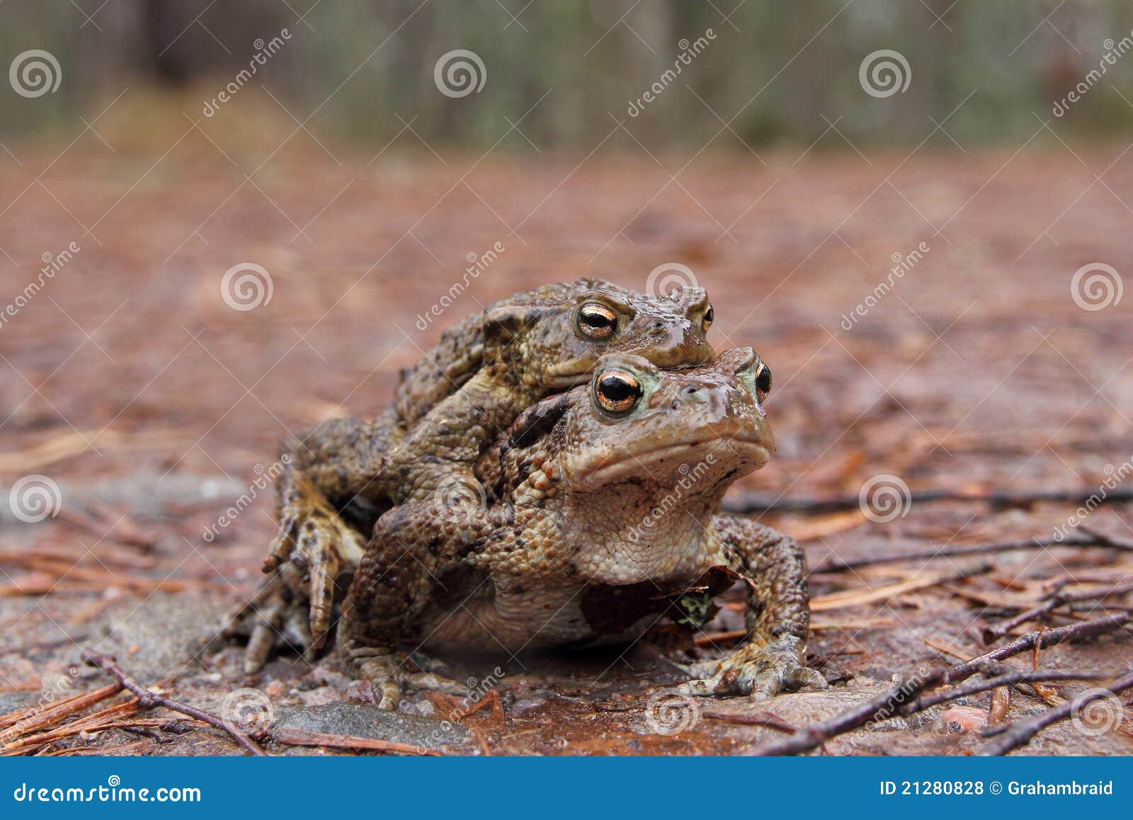 Common Toads (Bufo Bufo) Mating Stock Photo - Image of mating, nature ...