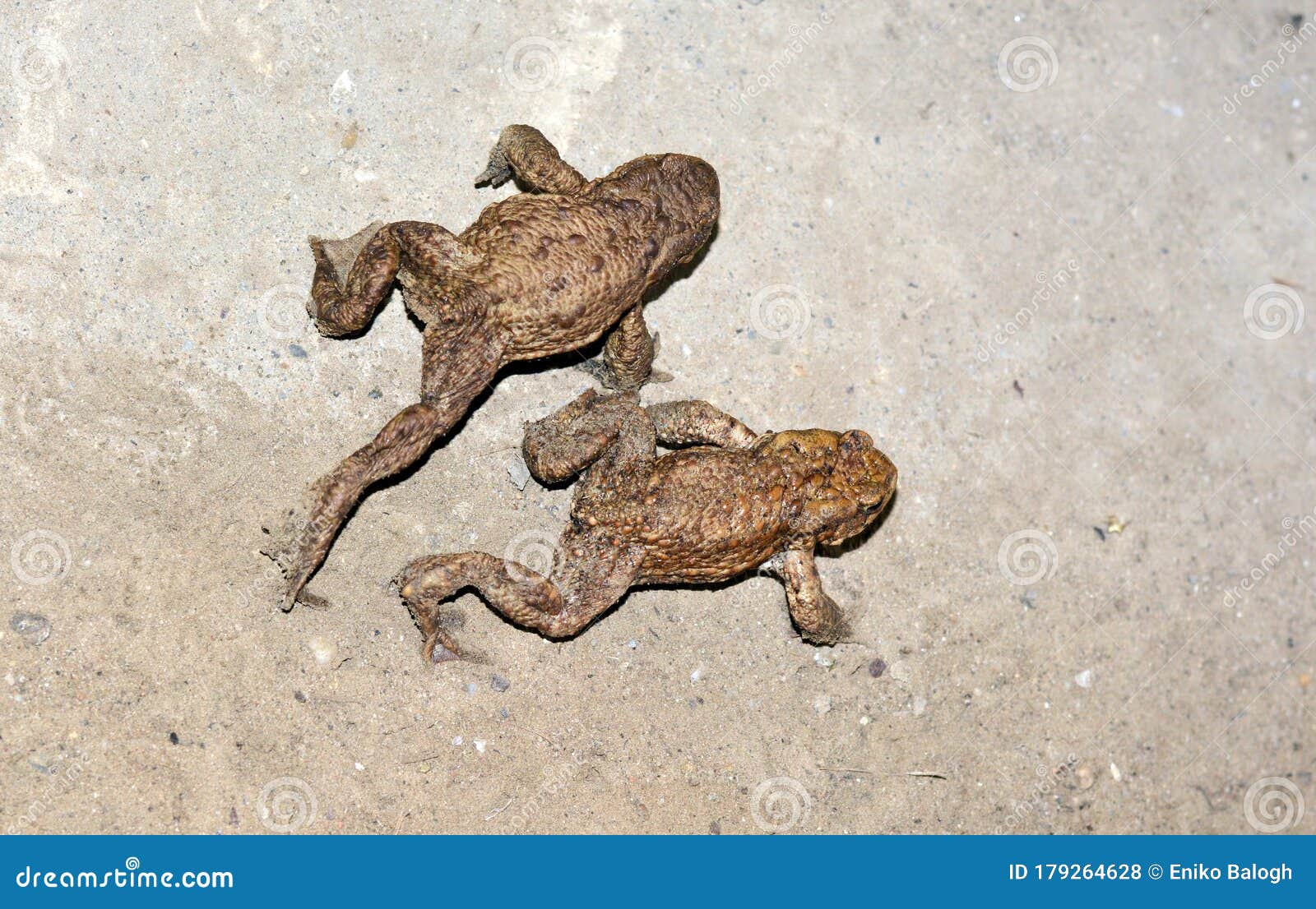 Common Toads Bufo Bufo are Moving Stock Photo - Image of looking, close ...