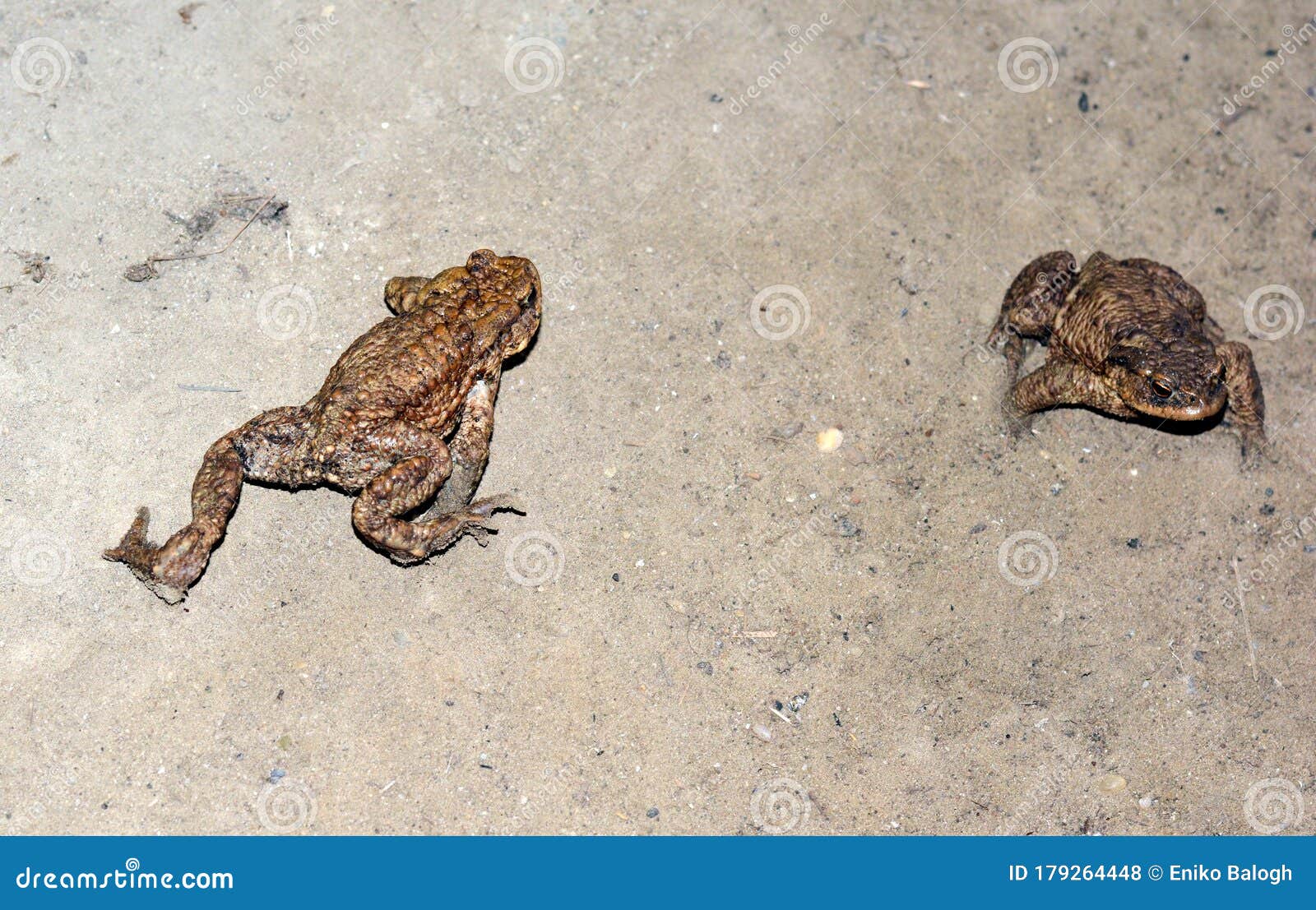 Common Toads Bufo Bufo are Moving Stock Photo - Image of european ...
