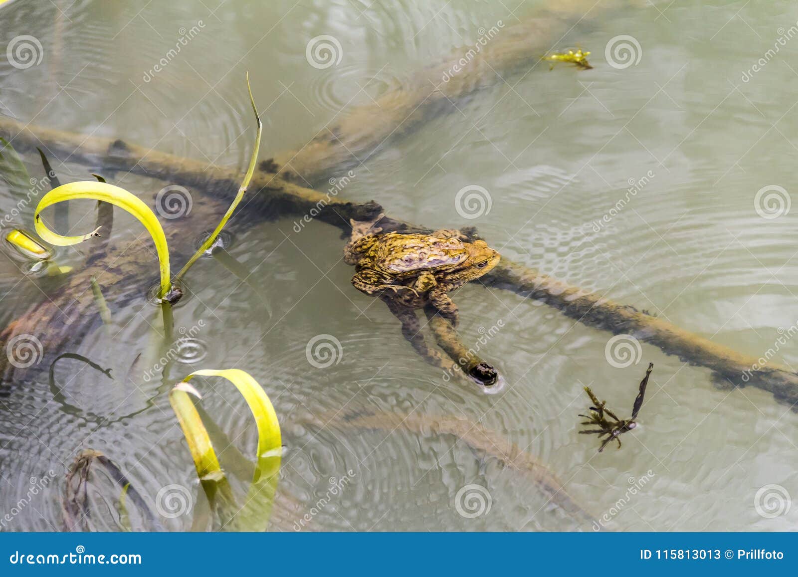 Common toads stock image. Image of lake, common, nature - 115813013