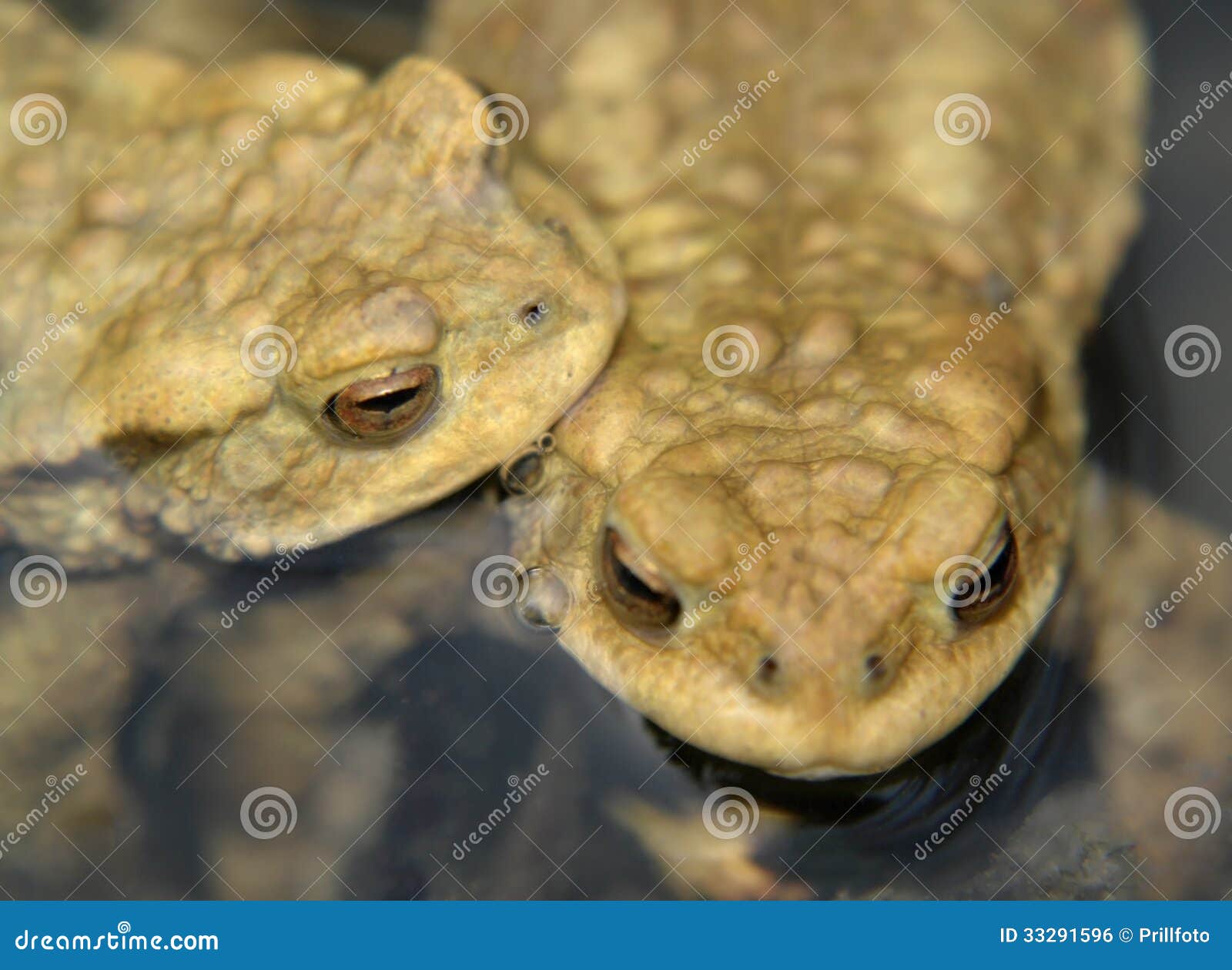 Common toads detail stock photo. Image of camouflage - 33291596