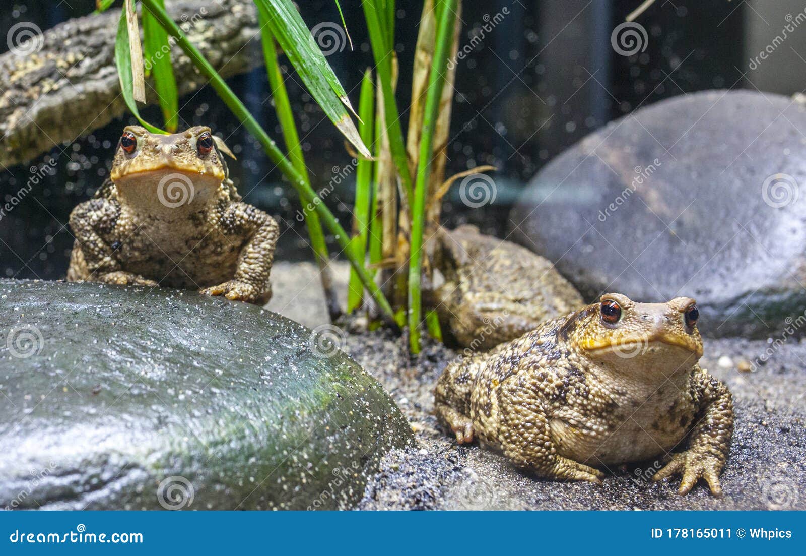 Common Toads or European Toads Stock Image - Image of nature, close ...
