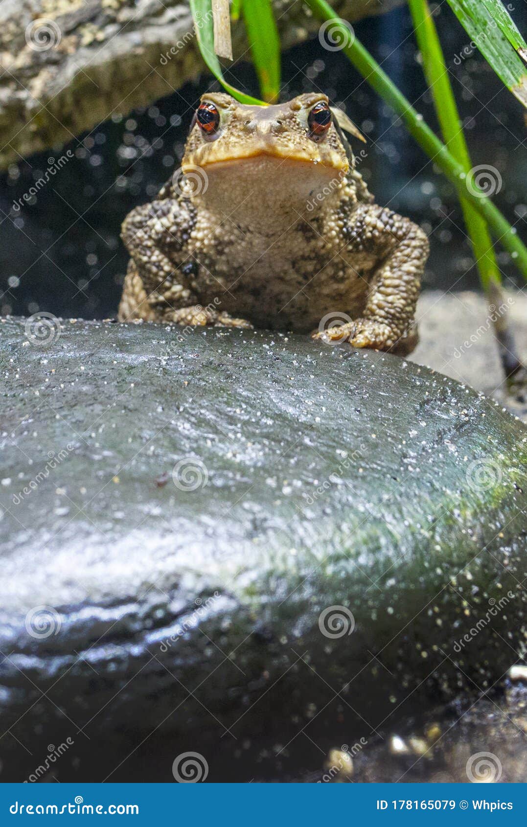 Common Toads or European Toads Stock Image - Image of frog, captivity ...