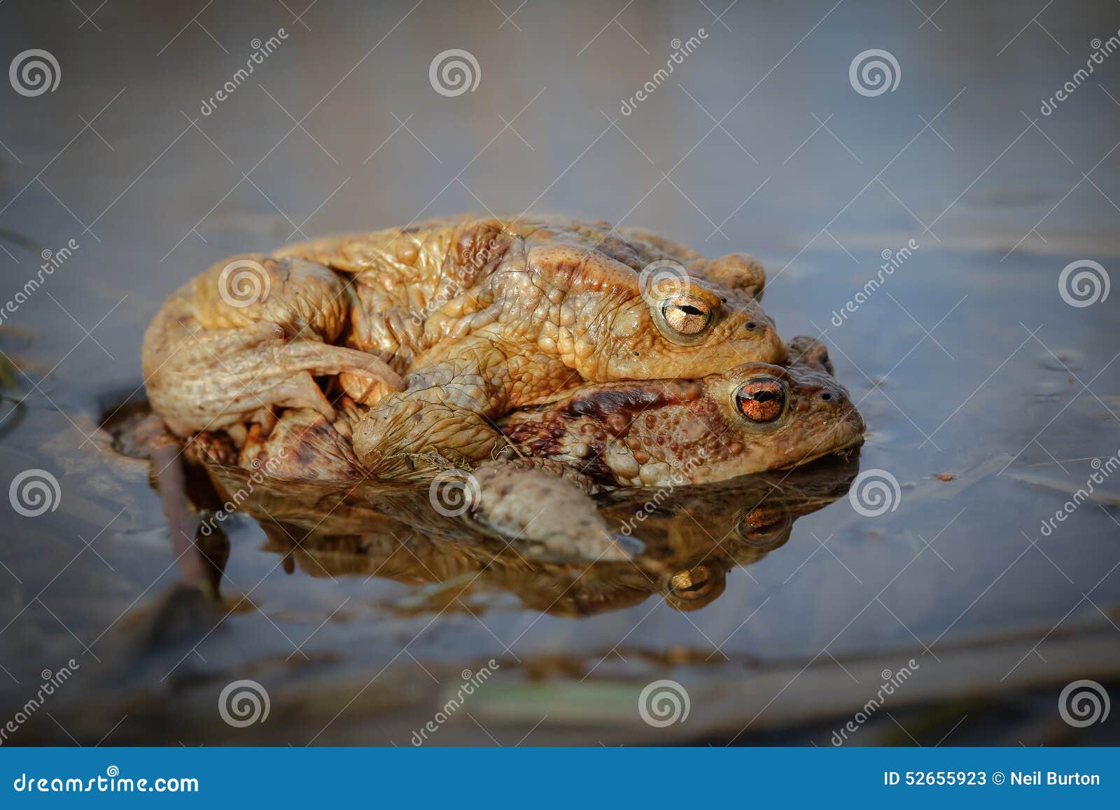 Common toads stock image. Image of nature, cute, macro - 52655923