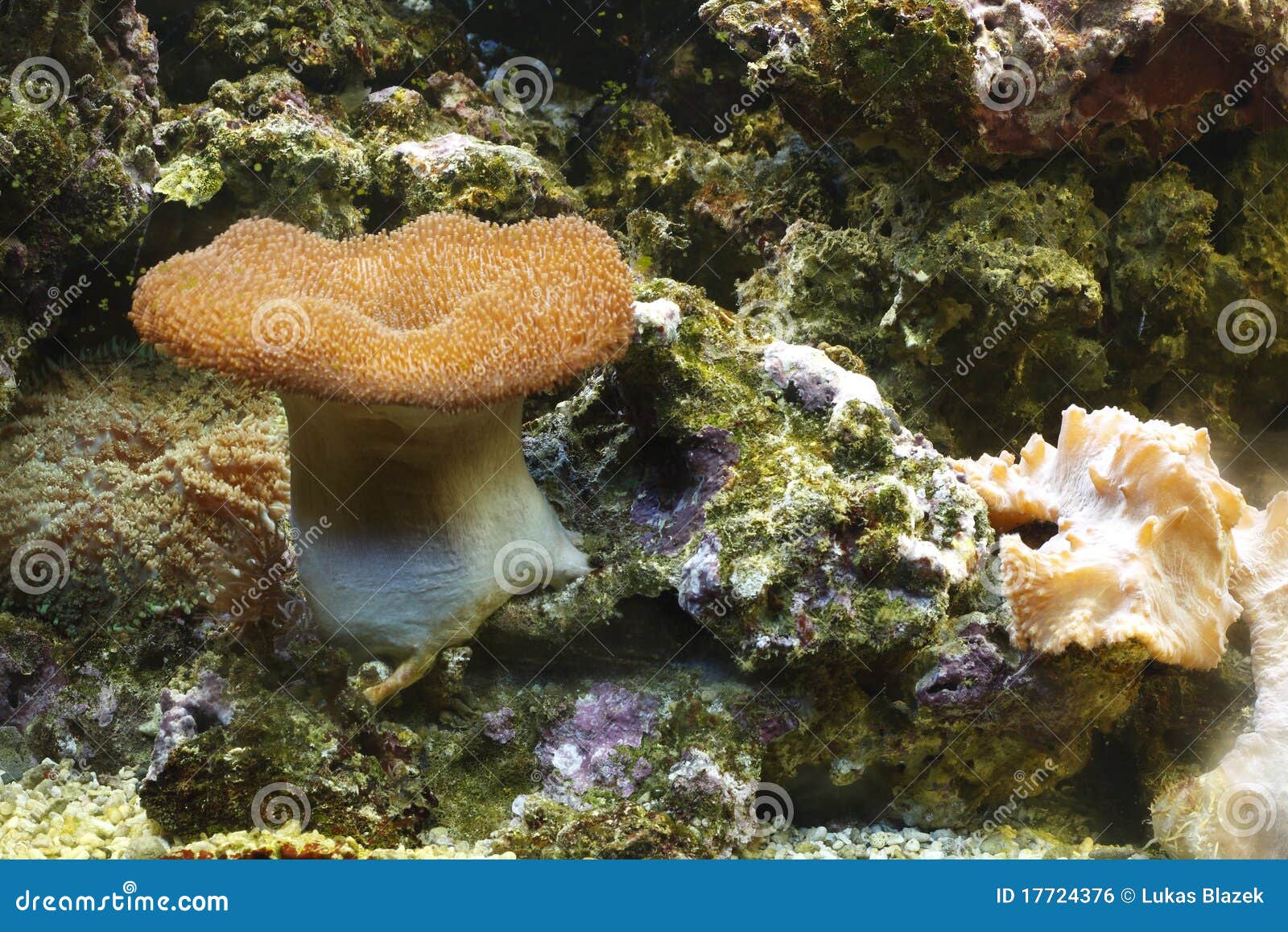 Common toadstool coral stock photo. Image of common, ocean - 17724376