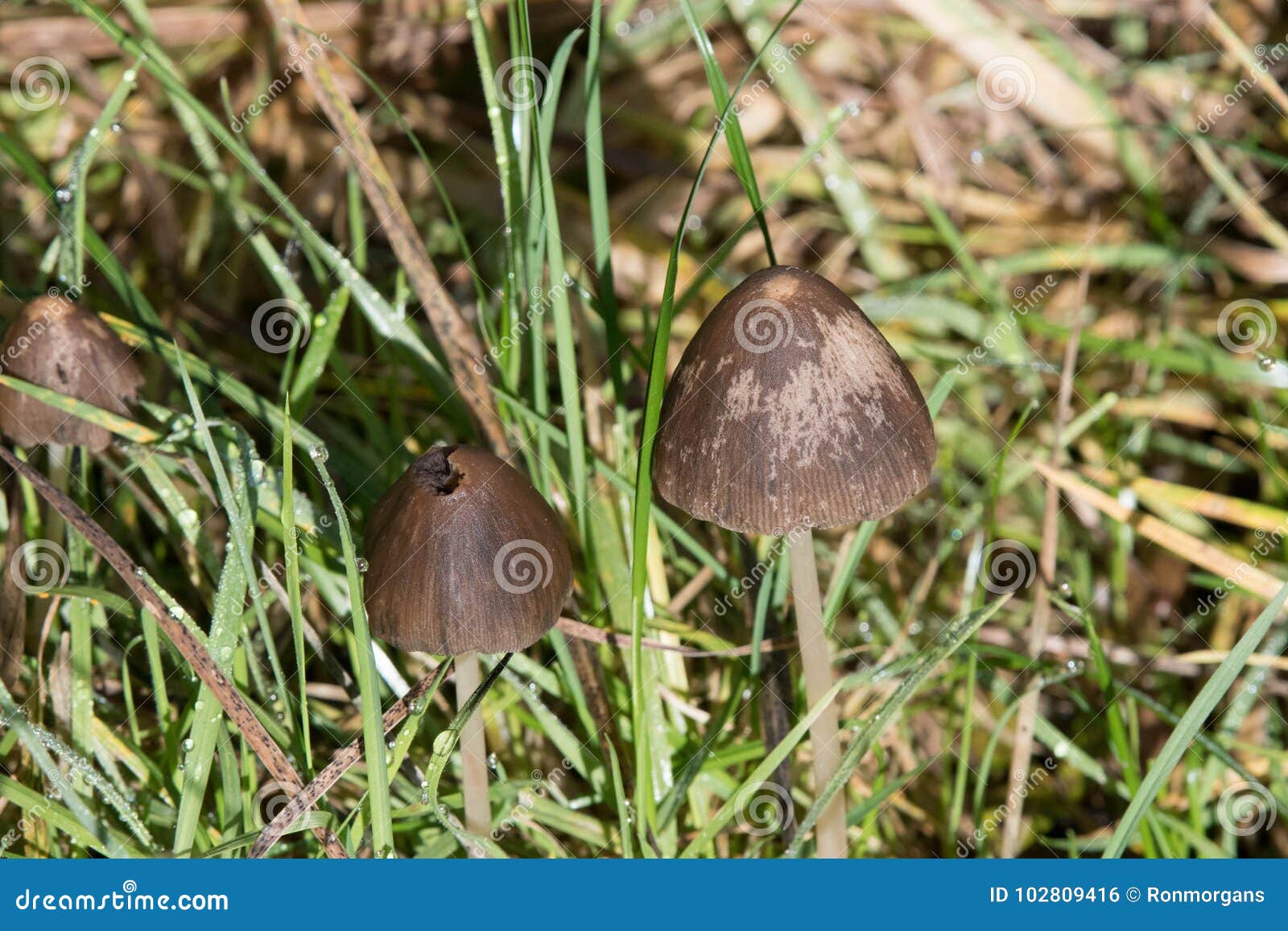 Toadstools stock photo. Image of basidiosporeae, poisonous - 102809416