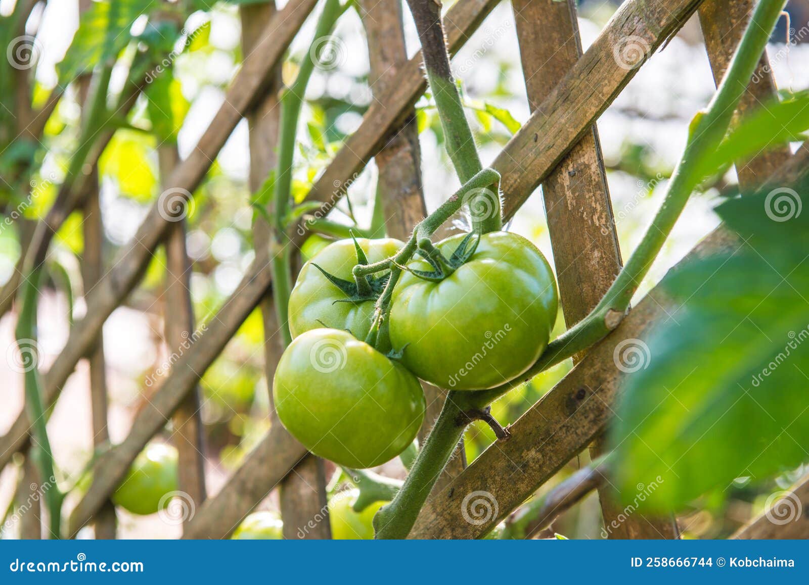Common Tometo Garden in Thai Stock Photo - Image of harvest, country ...