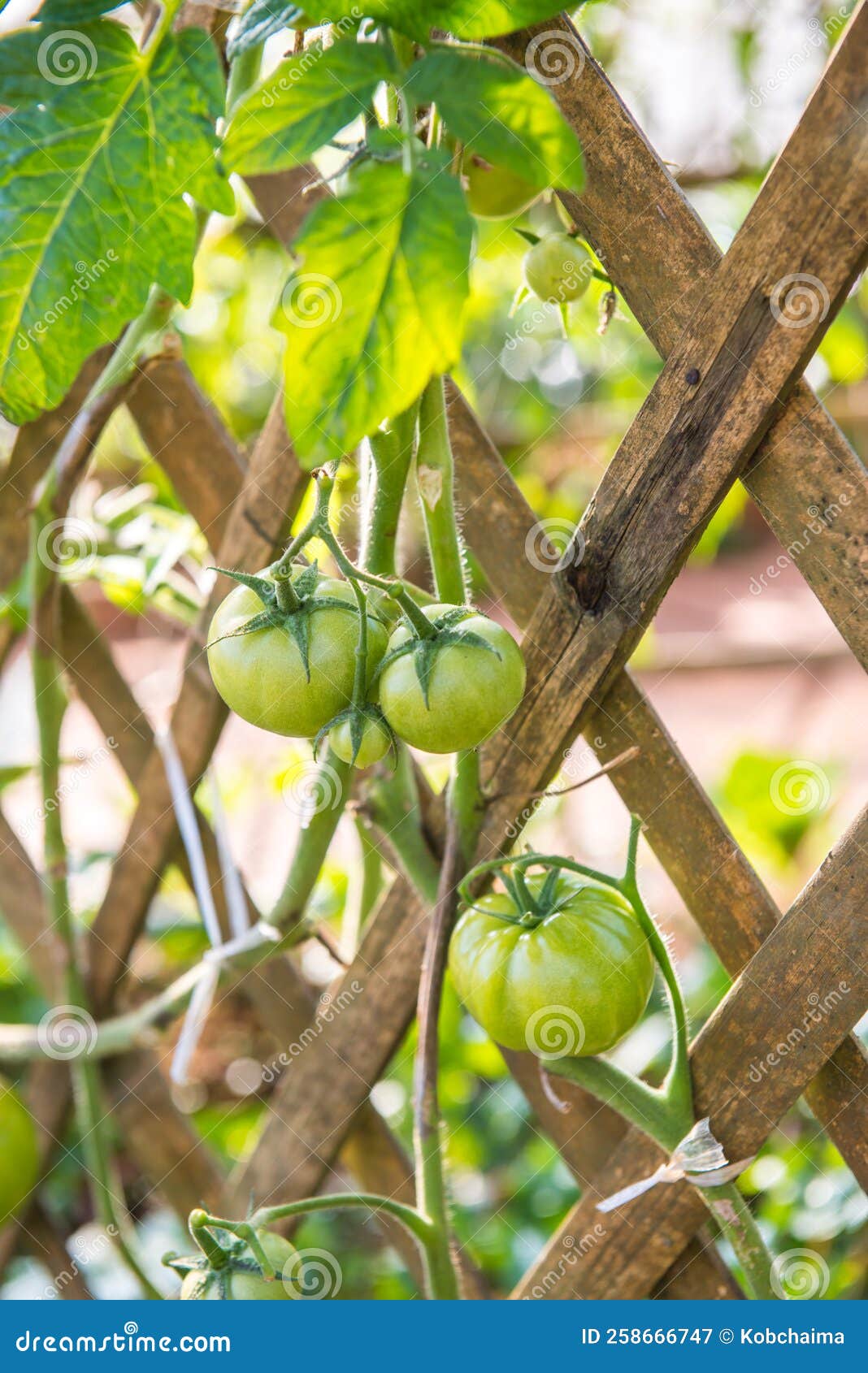 Common Tometo Garden in Thai Stock Image - Image of closeup ...