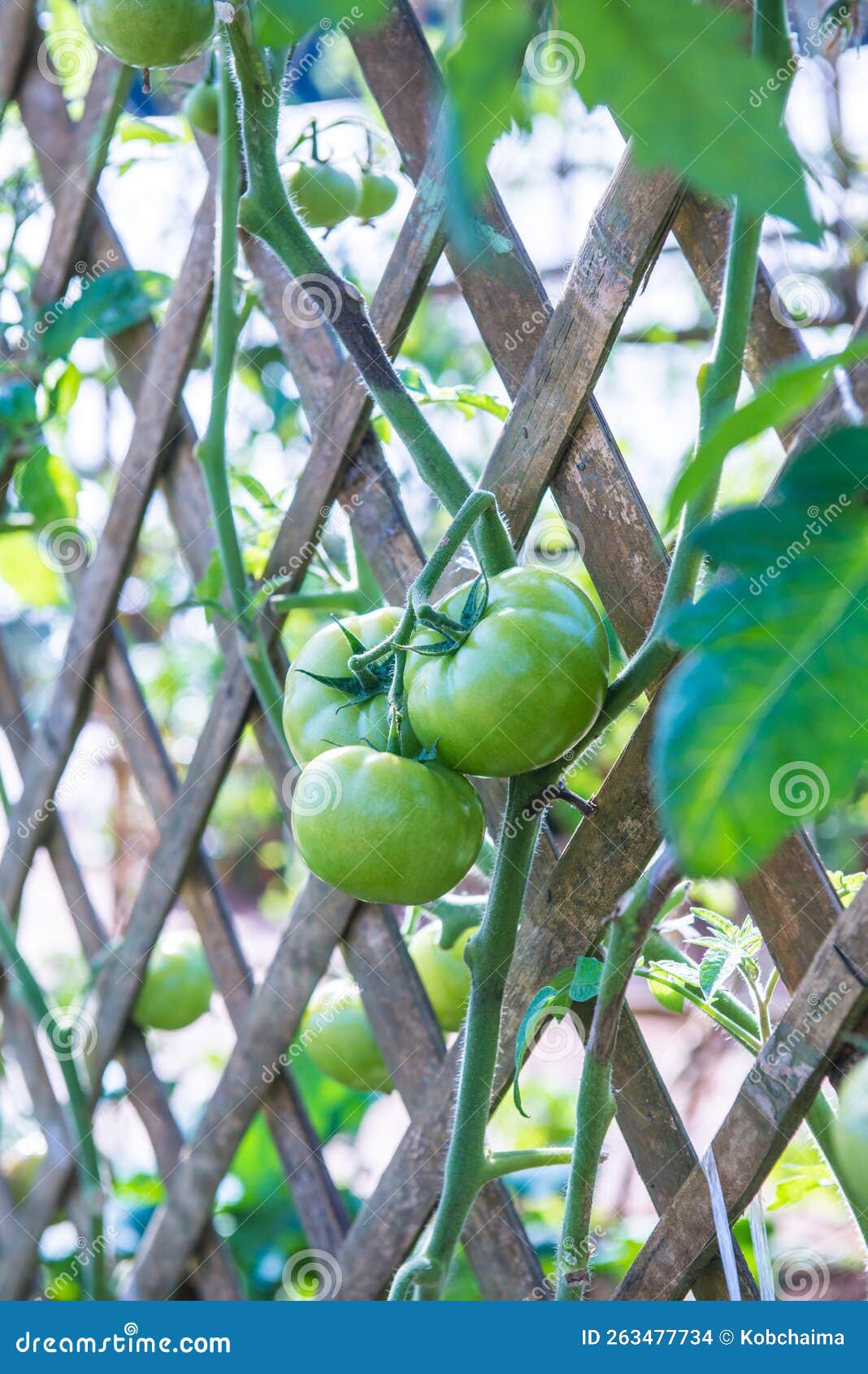 Common Tometo Garden in Thai Stock Photo - Image of macro, fresh: 263477734