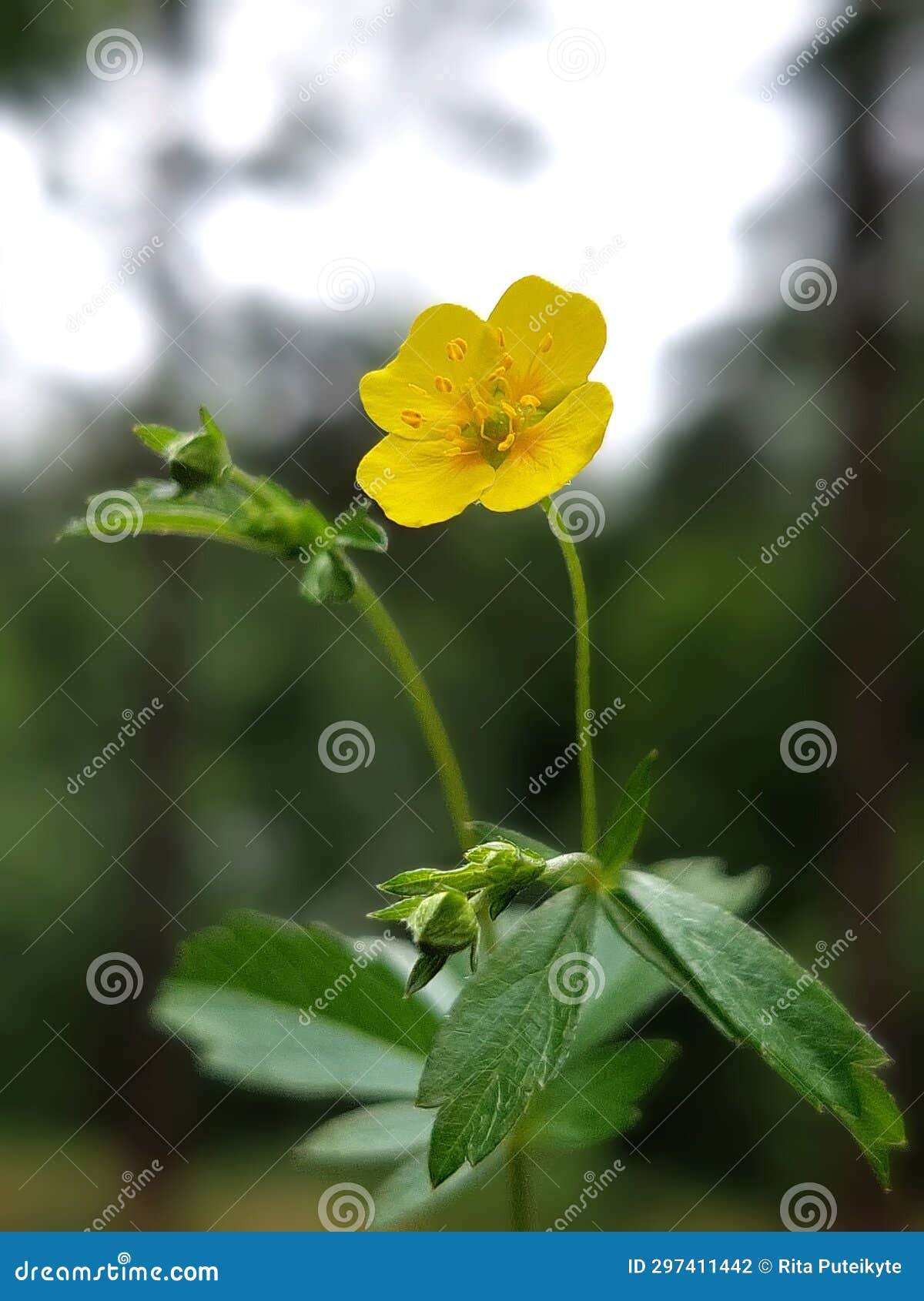 Common Tormentil (Potentilla Erecta) Stock Photo - Image of erecta ...