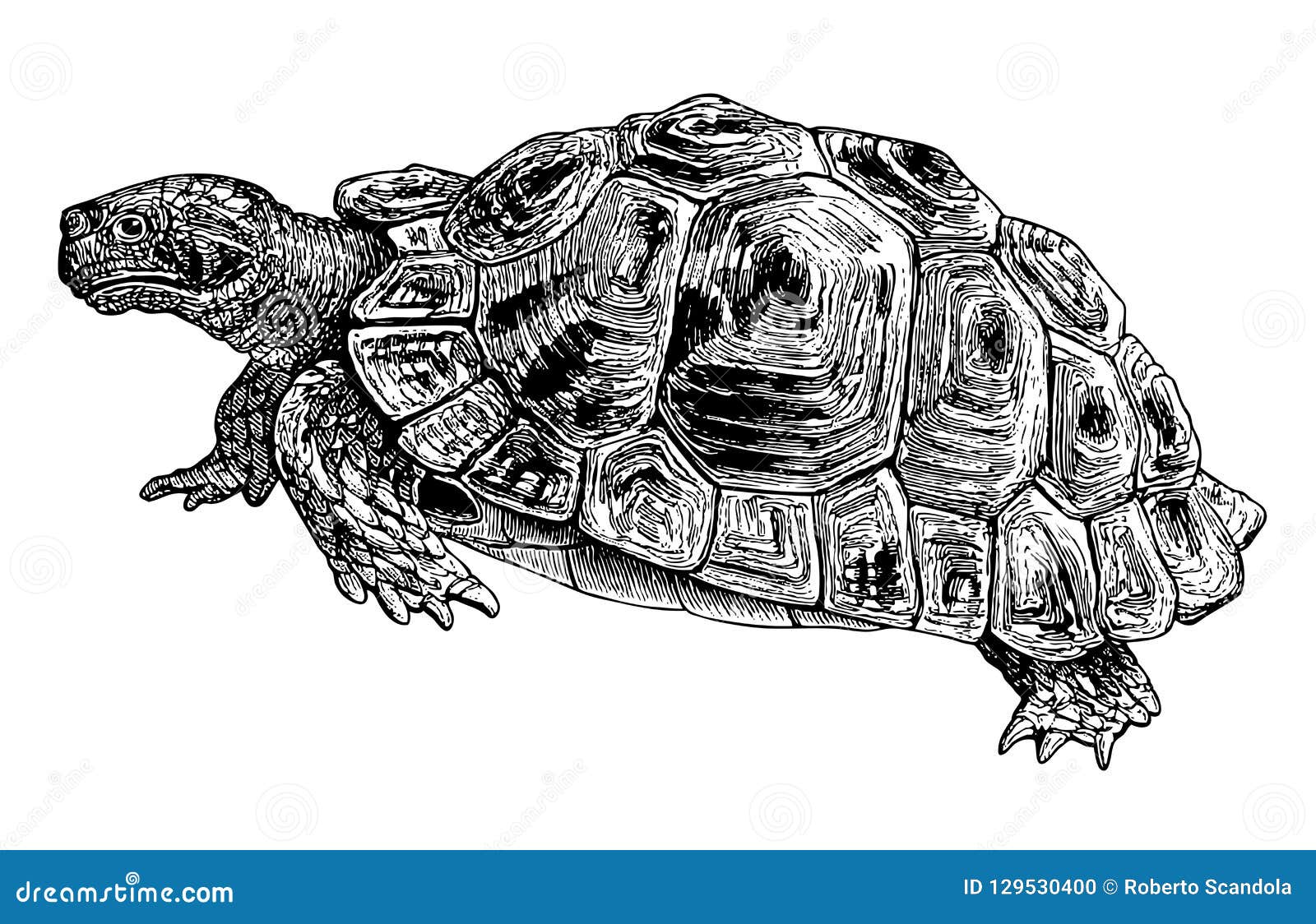 Common Tortoise Engraving Vintage Illustration Stock Vector ...