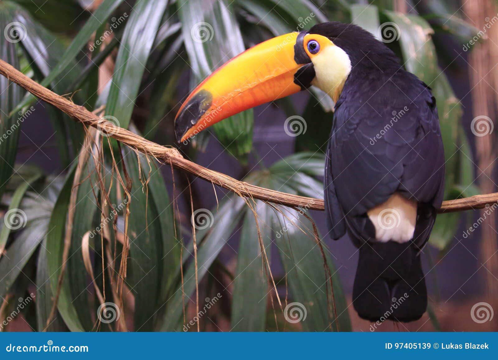 Common toucan stock image. Image of toco, outdoor, detail - 97405139