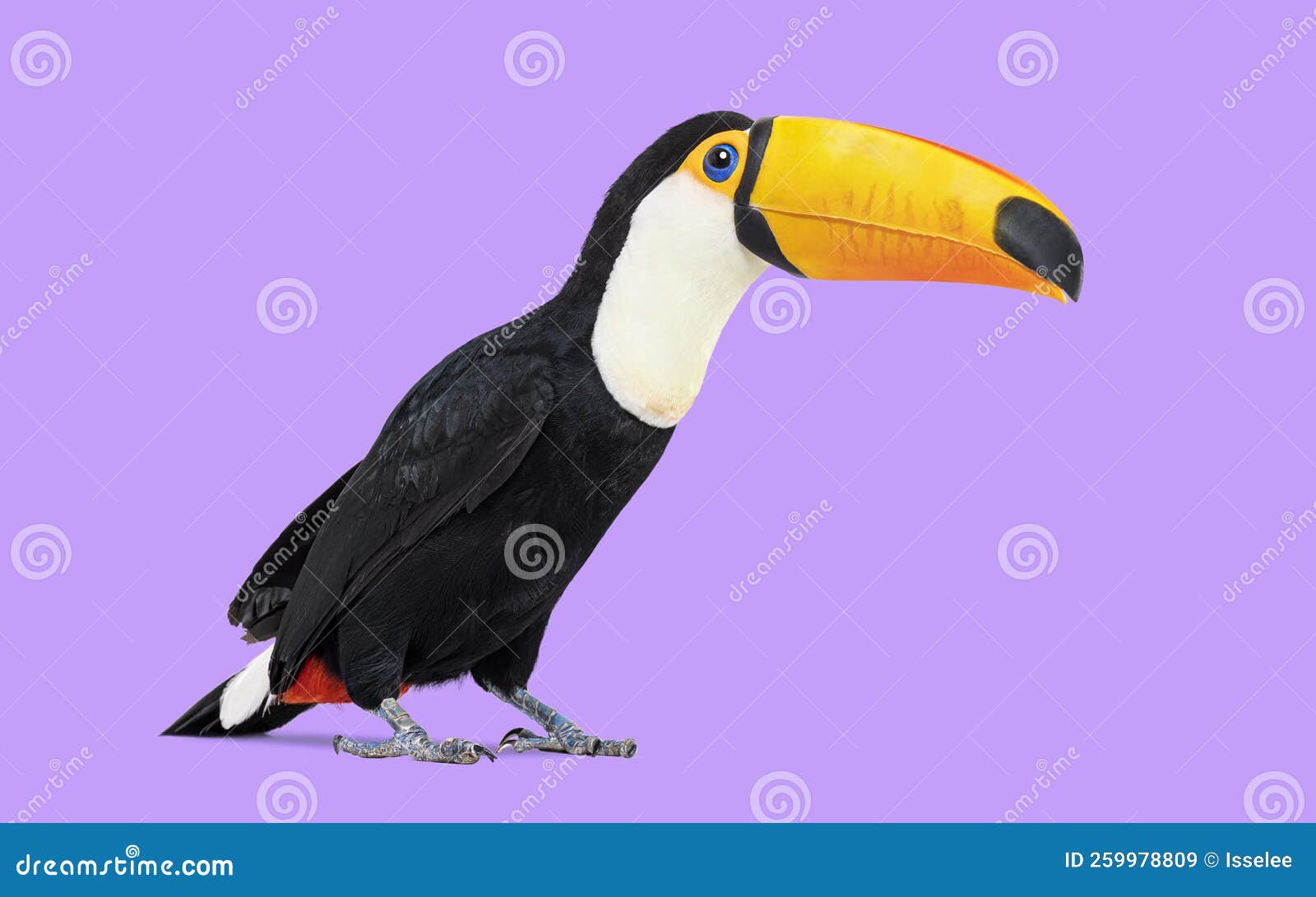 TOUCAN TOCO Ramphastos Toco Stock Photography | CartoonDealer.com ...