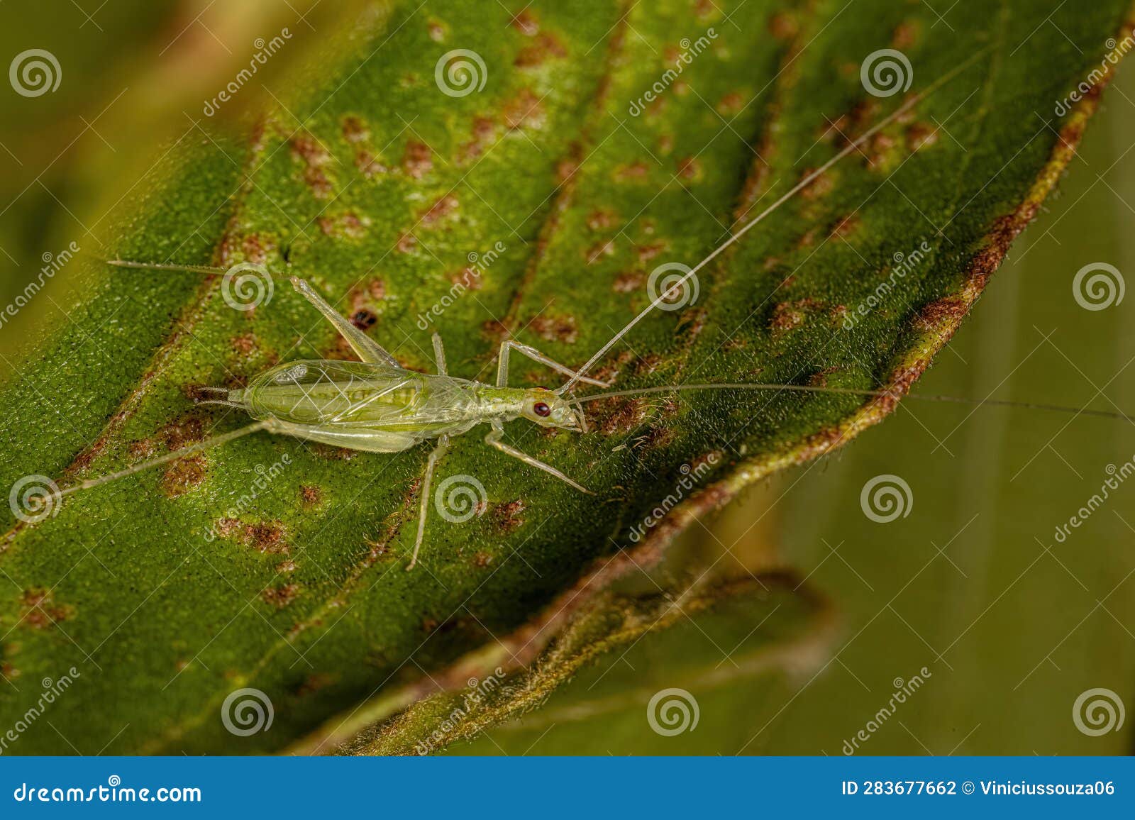 Common Tree Cricket Insect stock photo. Image of cricket - 283677662