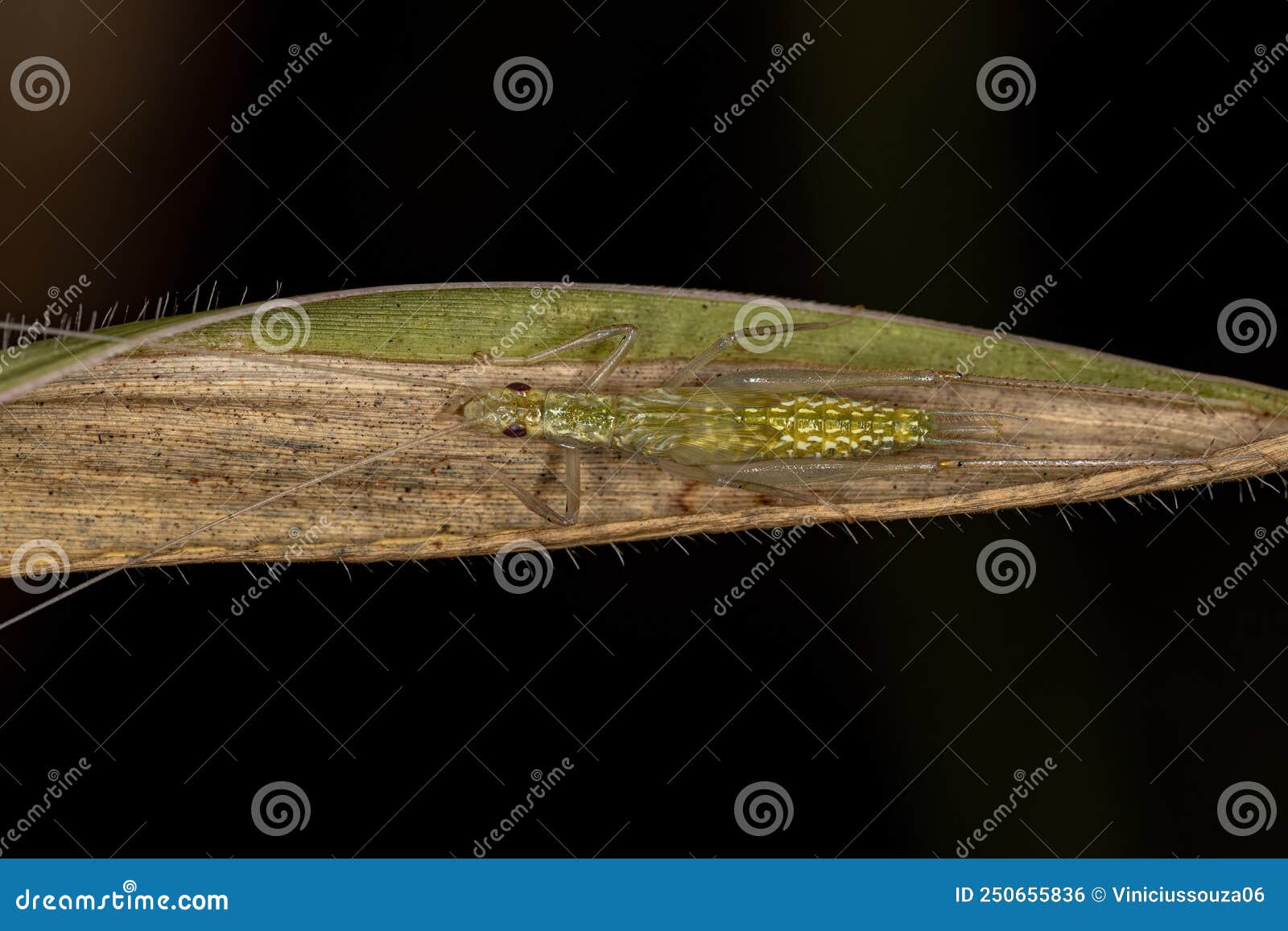Common Tree Cricket Nymph stock photo. Image of nature - 250655836