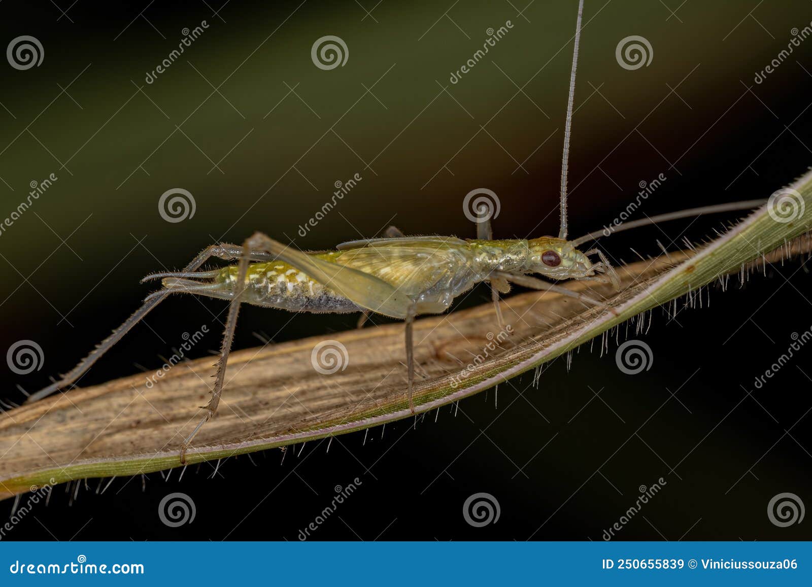 Common Tree Cricket Nymph stock image. Image of wildlife - 250655839