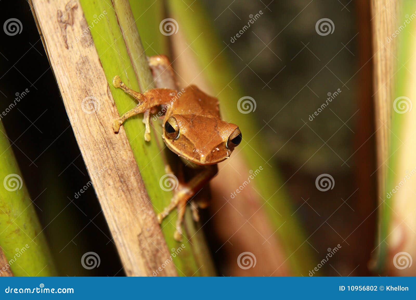 Common Tree Frog Polypedates Leucomystax On The Potted Plants. Stock ...