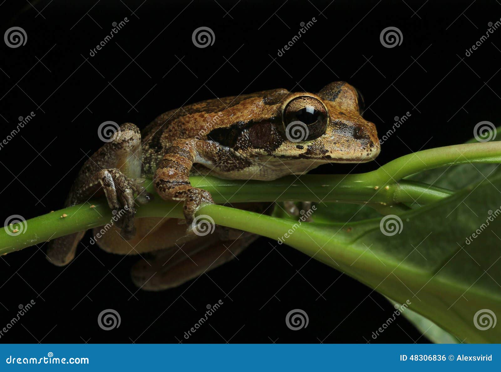 Common Tree Frog Polypedates Leucomystax On The Potted Plants. Stock ...