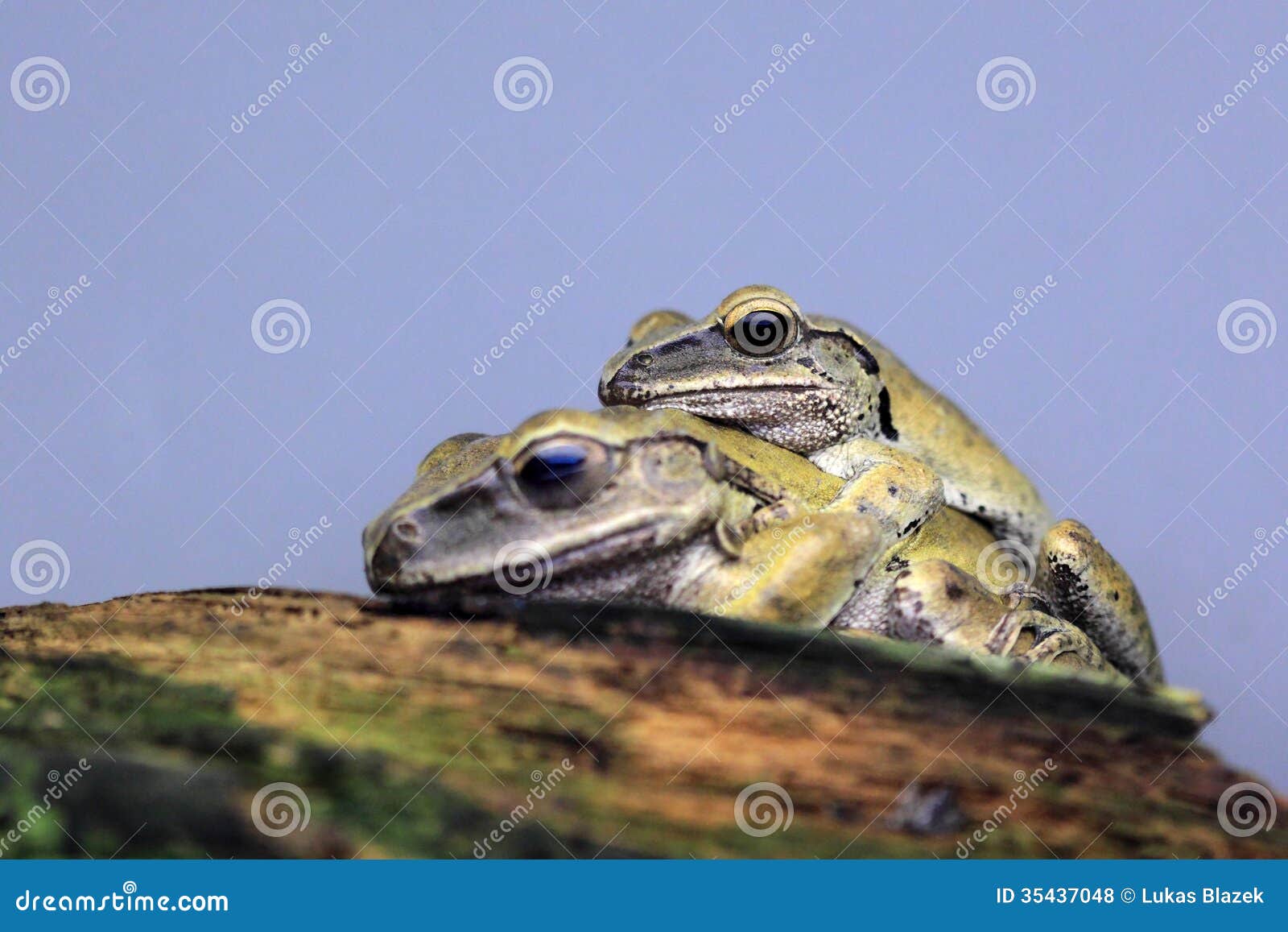 Common tree frog stock photo. Image of mating, nature - 35437048