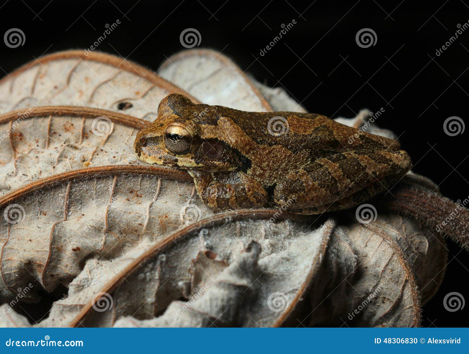 Common tree frog stock photo. Image of amphibian, leap - 48306830
