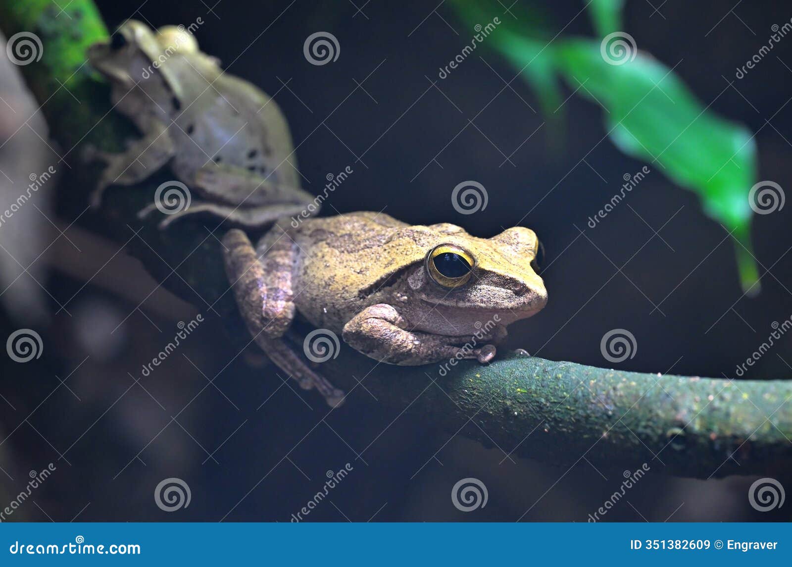 Common Tree Frog, Four-lined Tree Frog, Golden Tree Frog Stock Image ...