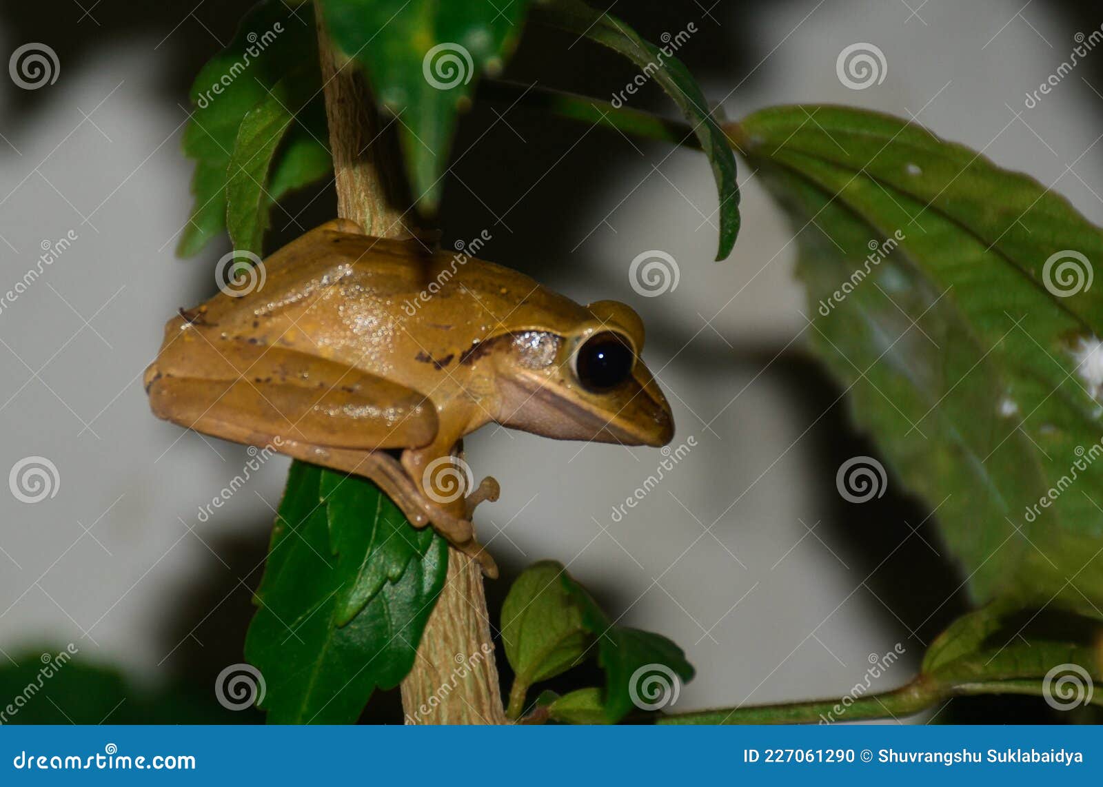 Common Tree Frog Hanging on a Plant . Stock Photo - Image of yellow ...