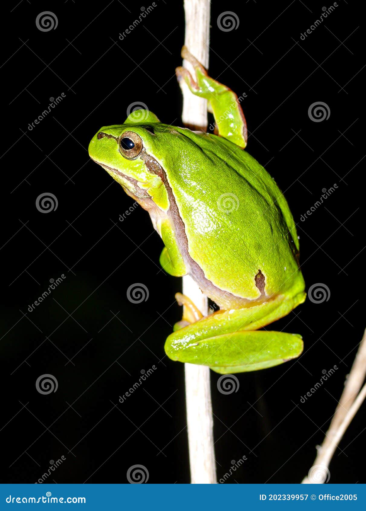 Common Tree Frog Hyla Arborea Stock Image - Image of hyla, amphibia ...