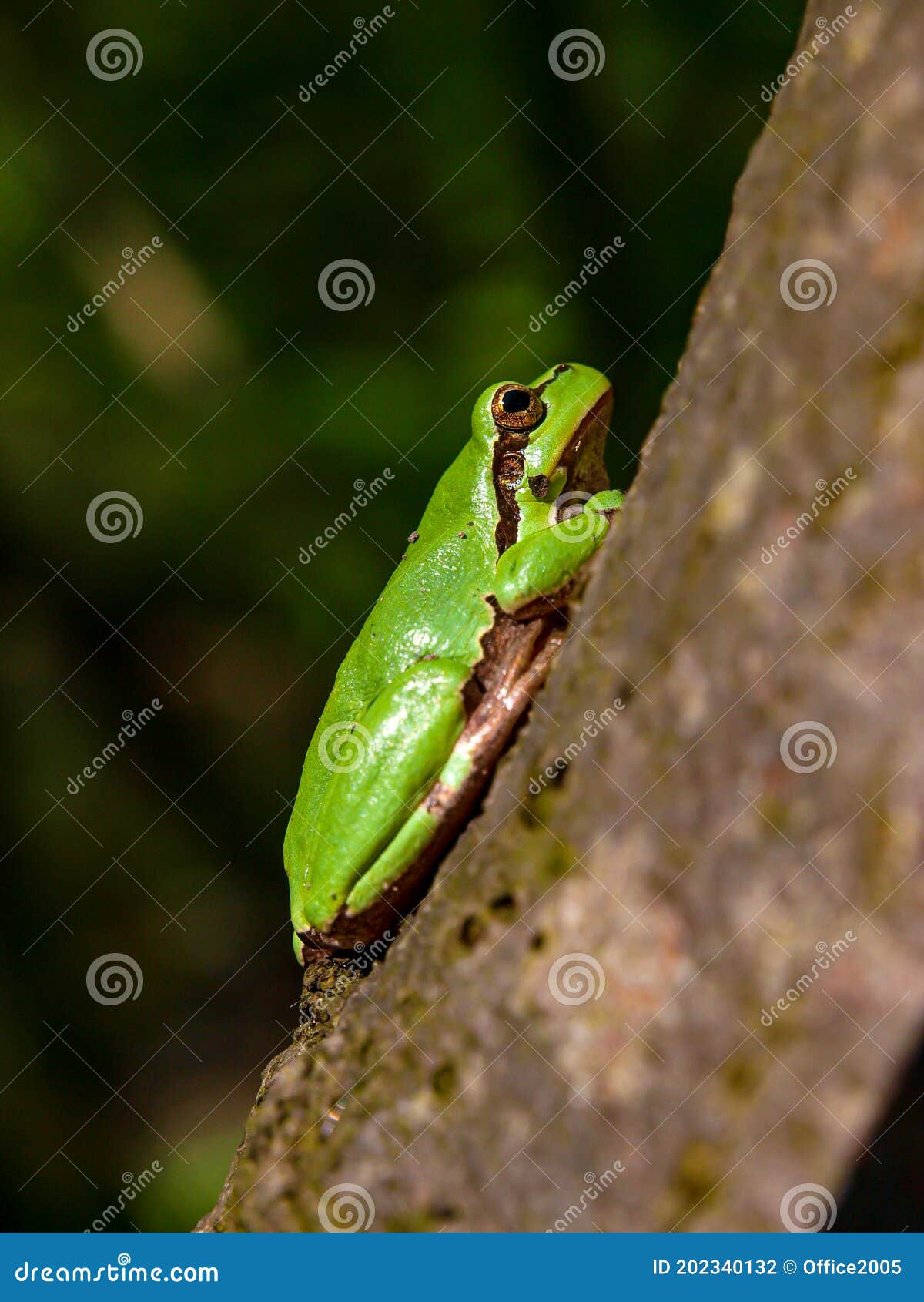 Common Tree Frog Hyla Arborea Stock Photo - Image of amphibia ...