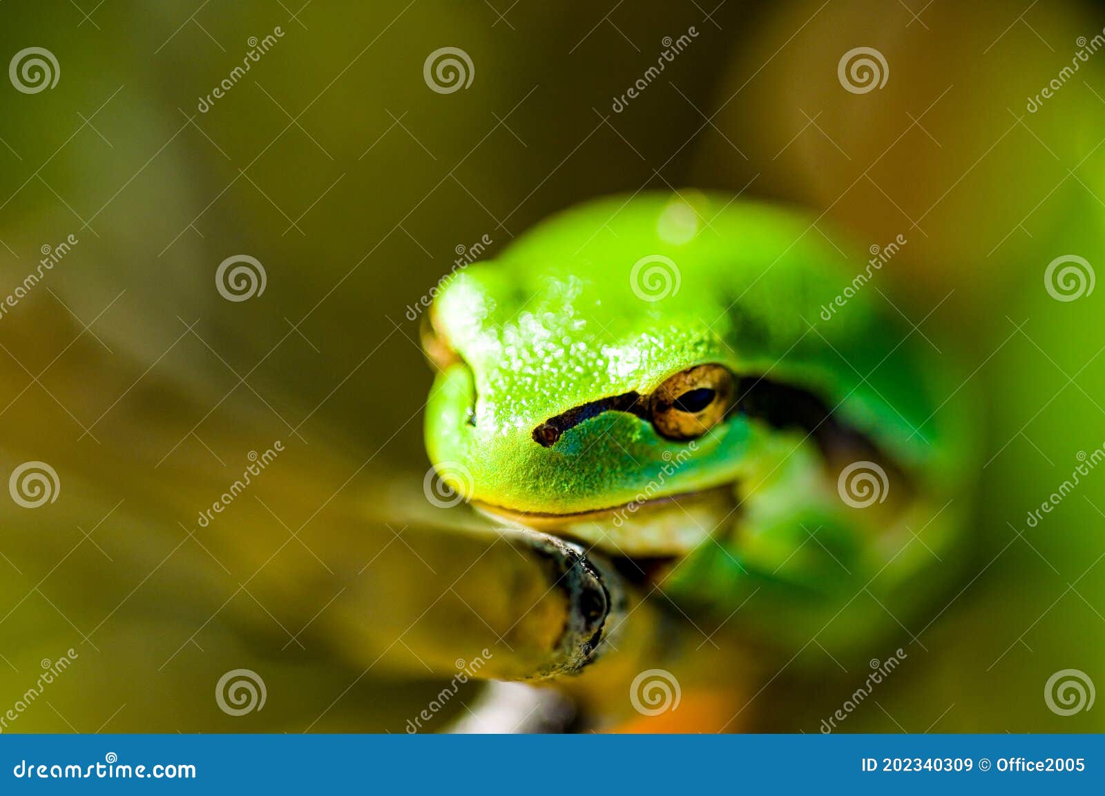 Common Tree Frog Hyla Arborea Stock Image - Image of green, hyla: 202340309