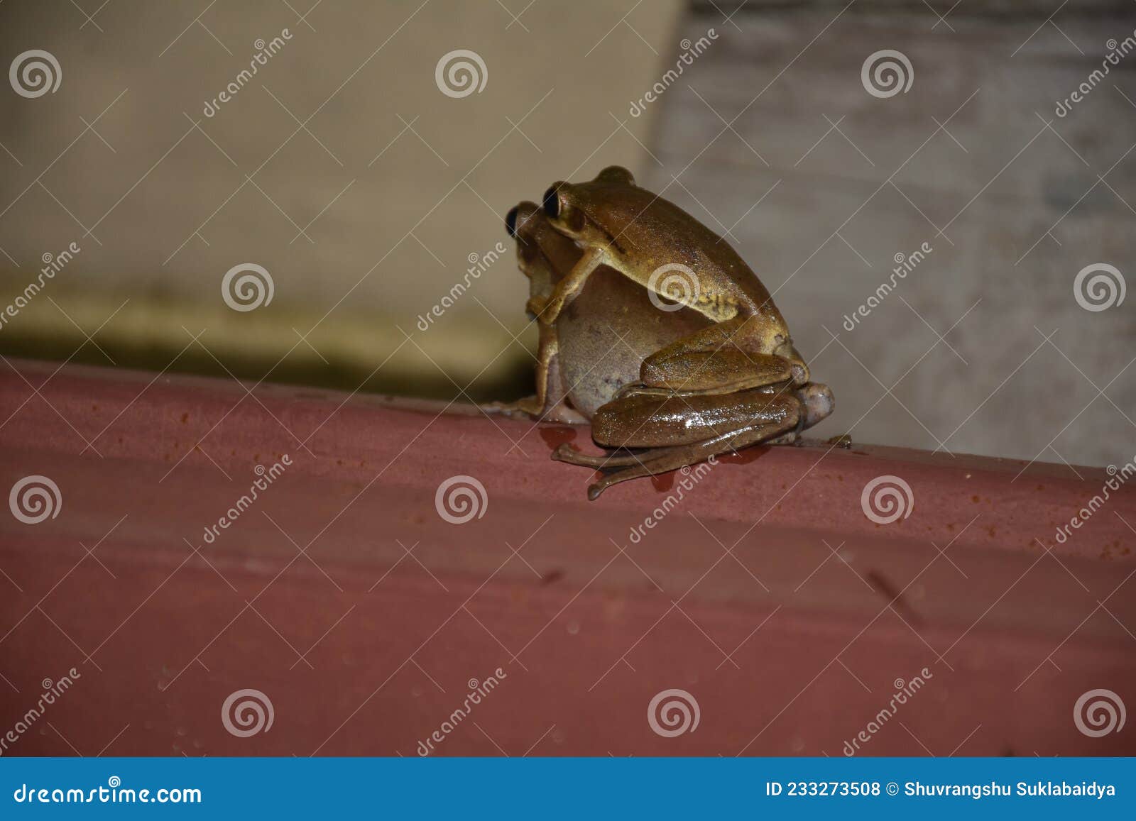 Common tree frog mating . stock photo. Image of tree - 233273508