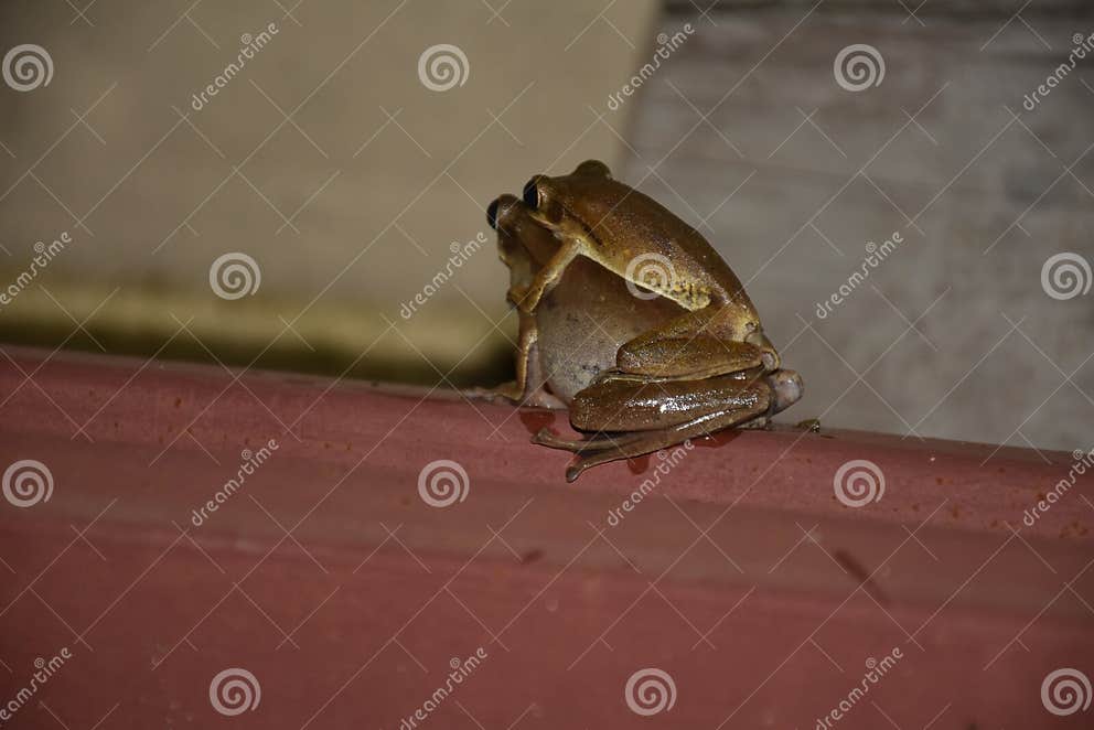 Common tree frog mating . stock photo. Image of tree - 233273508