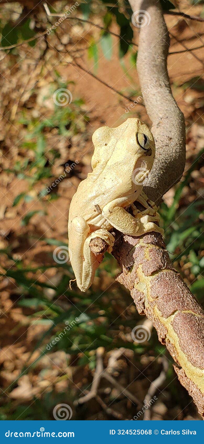 Common Tree Frog - Polypedates Maculatus Stock Photo - Image of ... Common Tree Frog - Polypedates Maculatus Stock Photo - Image of ...