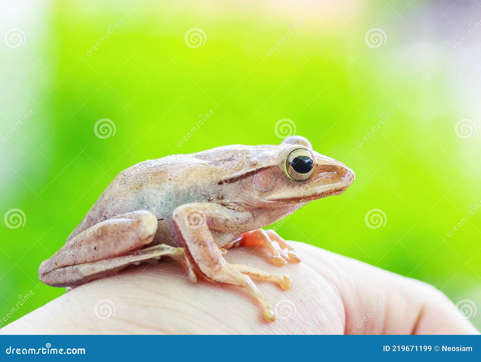 Common Tree Frog Polypedates Leucomystax Sit On Human Hand Royalty-Free ...
