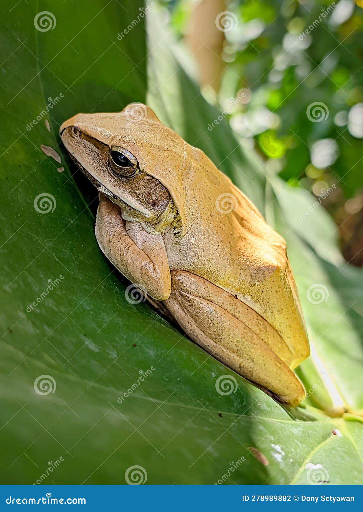 The Common Tree Frog is Resting on a Leaf Stock Photo - Image of ...