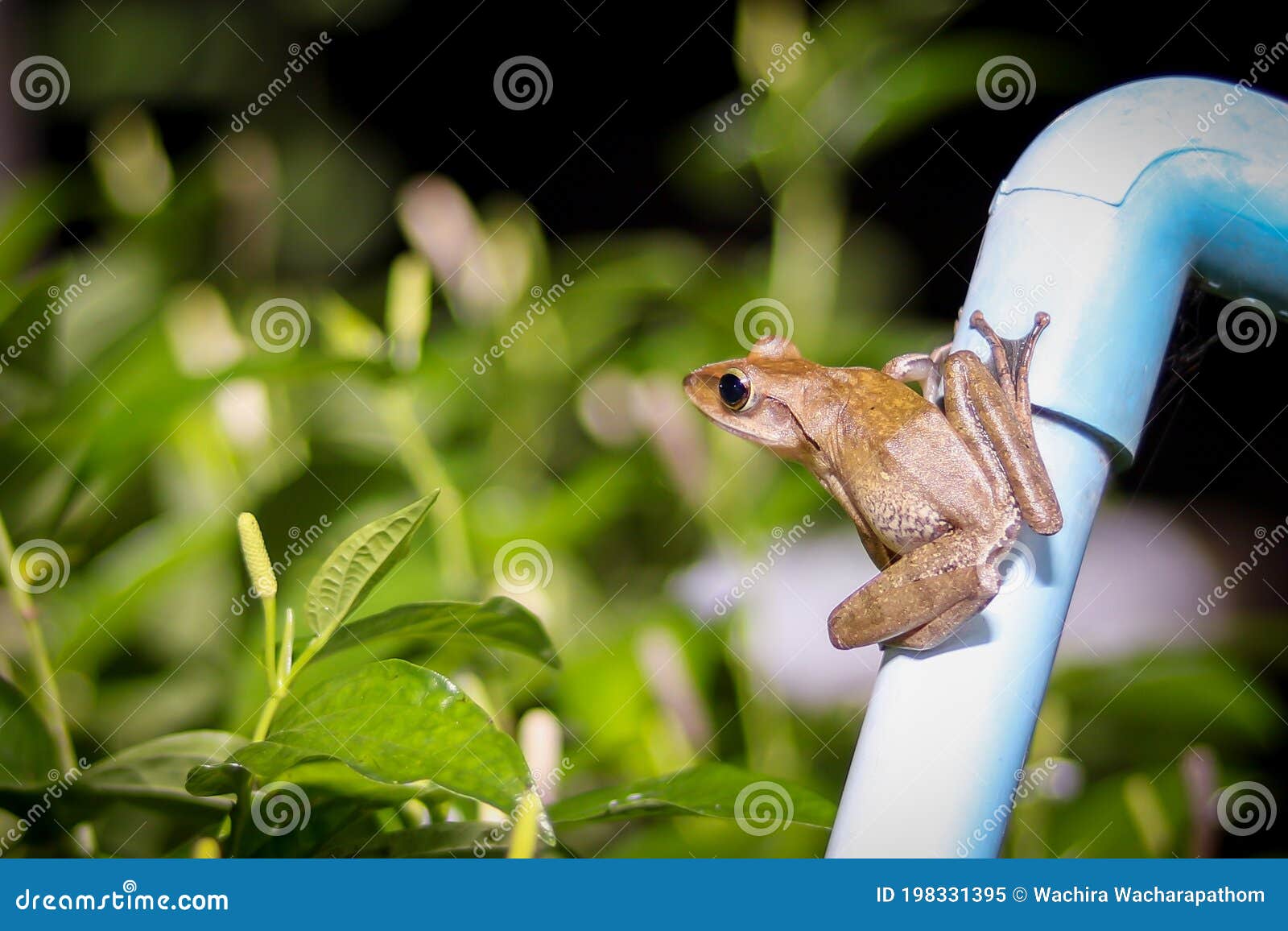 Common Tree Frog, Rhocoprus or Polypedates Leucomystax on Blue Pipe ...