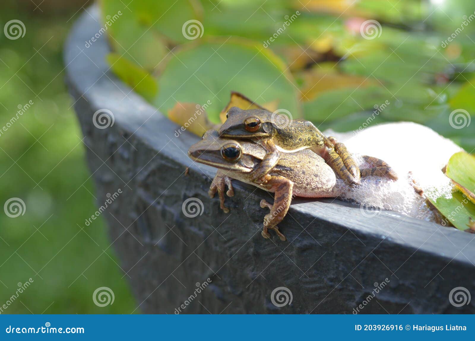 Common Tree Frogs Lay Their Eggs by the Pond Stock Photo - Image of ...