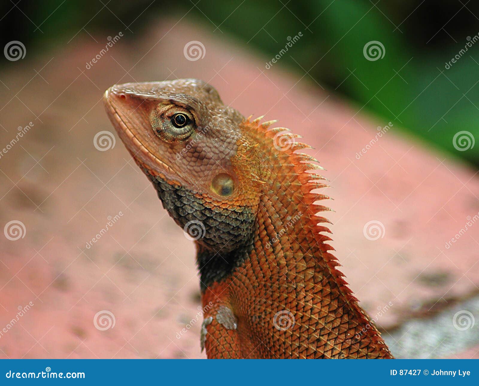 Common Tree Lizard stock image. Image of animal, closeup - 87427