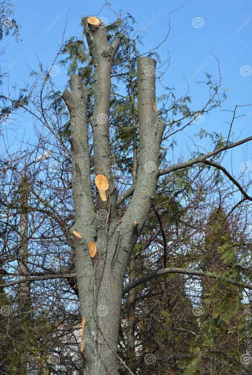 Common Tree Pruning Mistake. Cutting Tree Branches. Bad Tree Branches ...