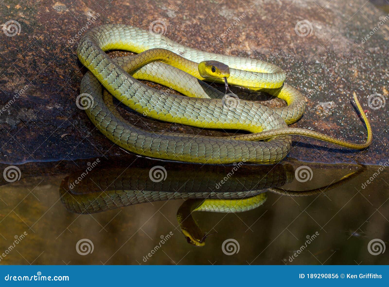 Common Tree Snake stock photo. Image of punctulataaustralia - 189290856