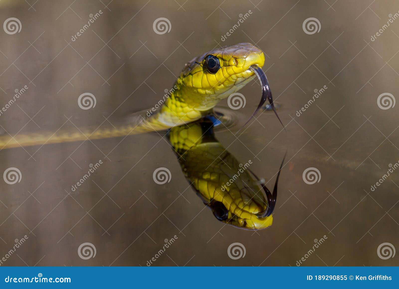 Common Tree Snake stock image. Image of punctulataaustralia - 189290855