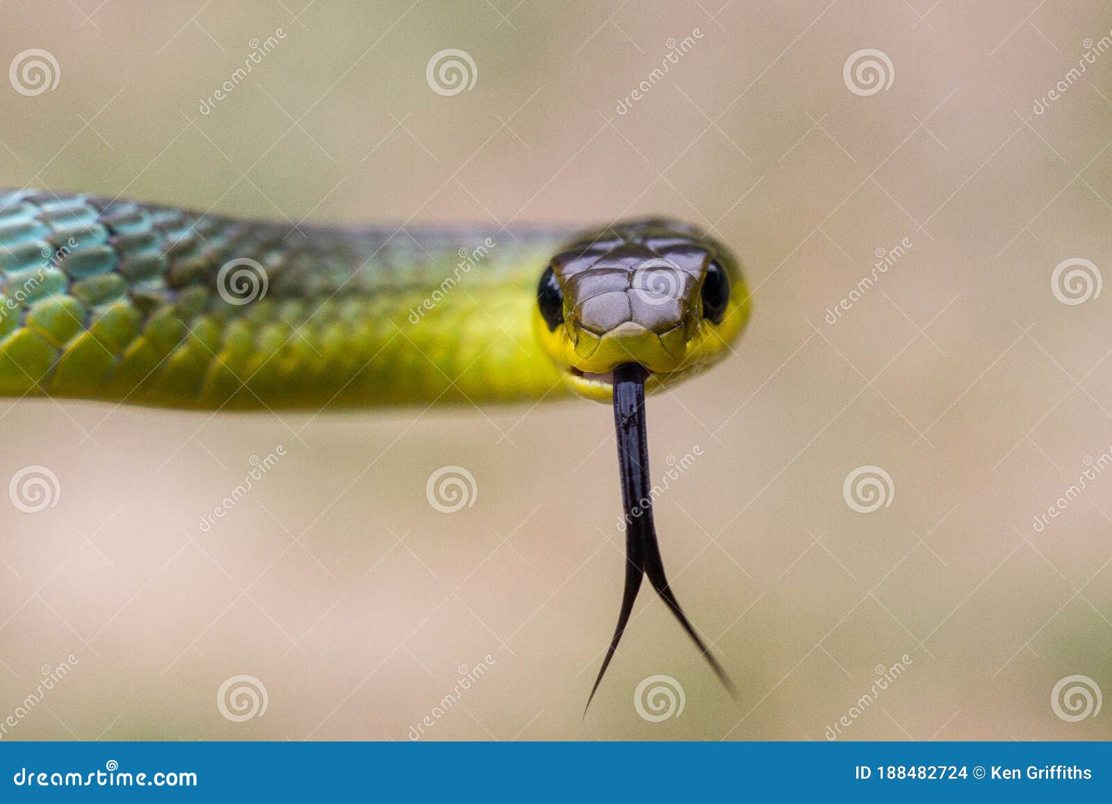 Common Tree Snake stock photo. Image of eastern, flicker - 188482724