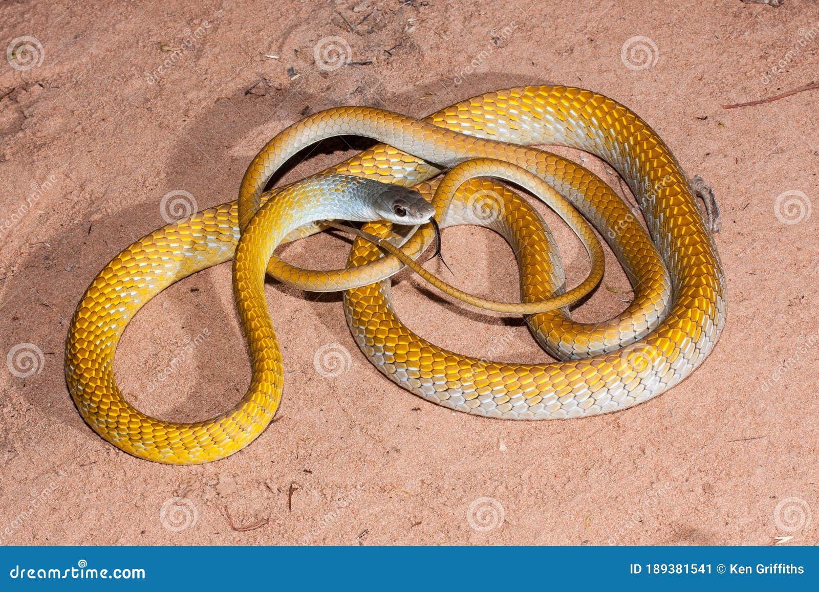 Common Tree Snake stock image. Image of colubrid, form - 189381541