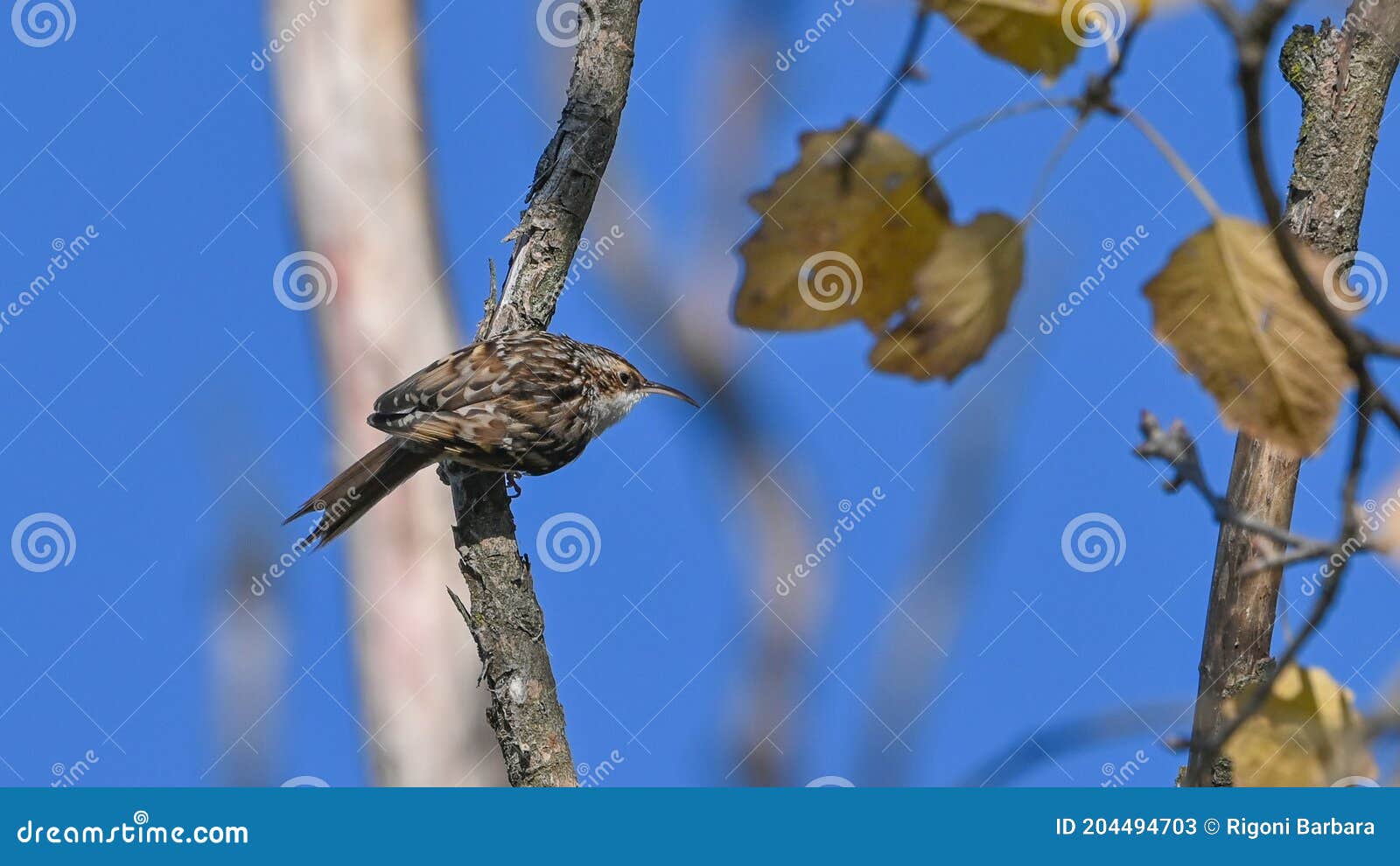 Common Treecreeper, Bird, Climbing the Branch of a Large Tree Stock ...