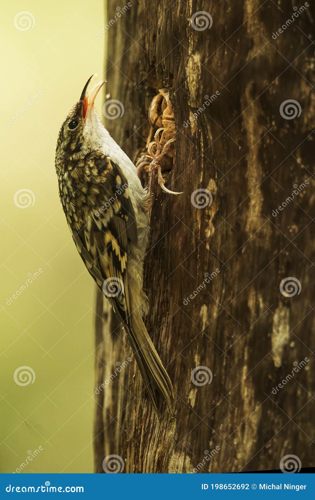 Common Treecreeper Certhia Familiaris Stock Photo - Image of brown ...