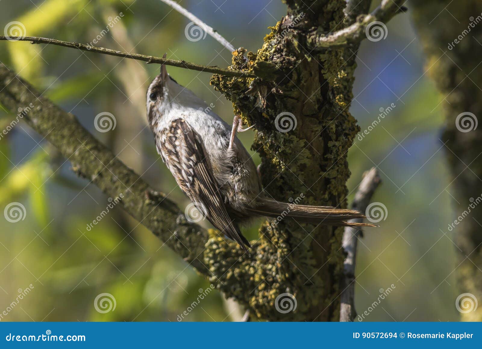Common Treecreeper Certhia Familiaris Stock Photo - Image of familiaris ...