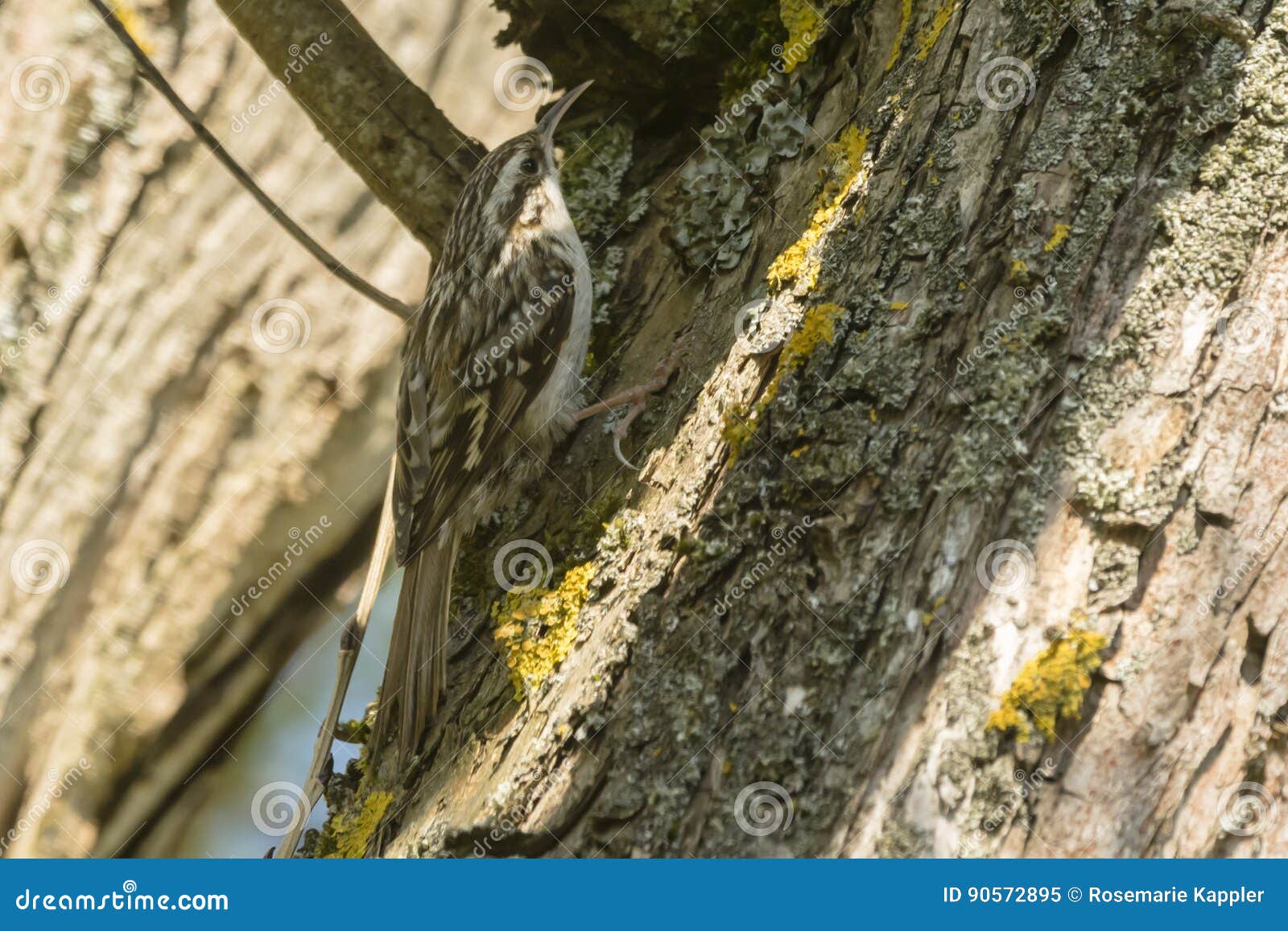 Common Treecreeper Certhia Familiaris Stock Image - Image of wildlife ...
