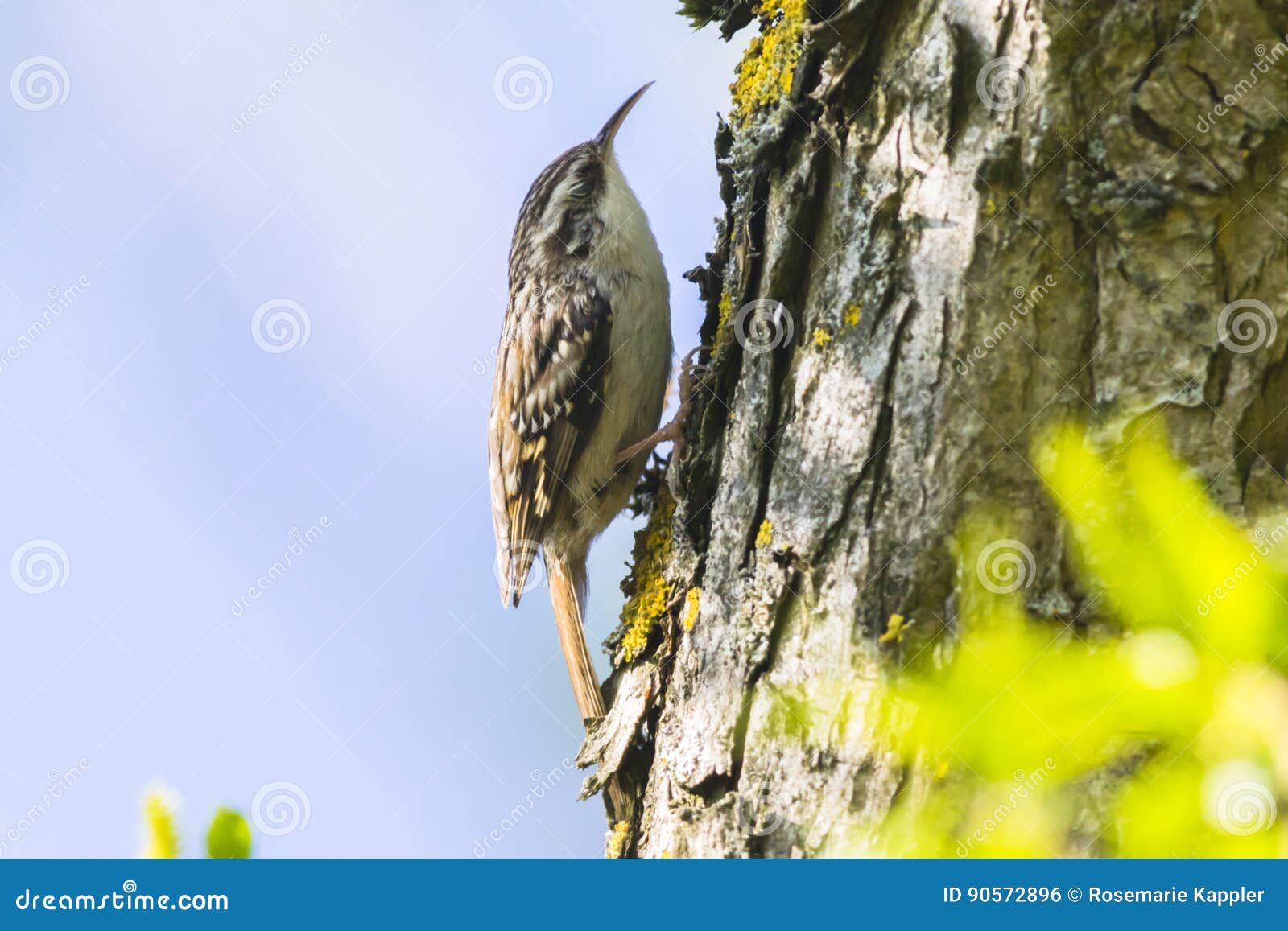 Common Treecreeper Certhia Familiaris Stock Photo - Image of landscape ...
