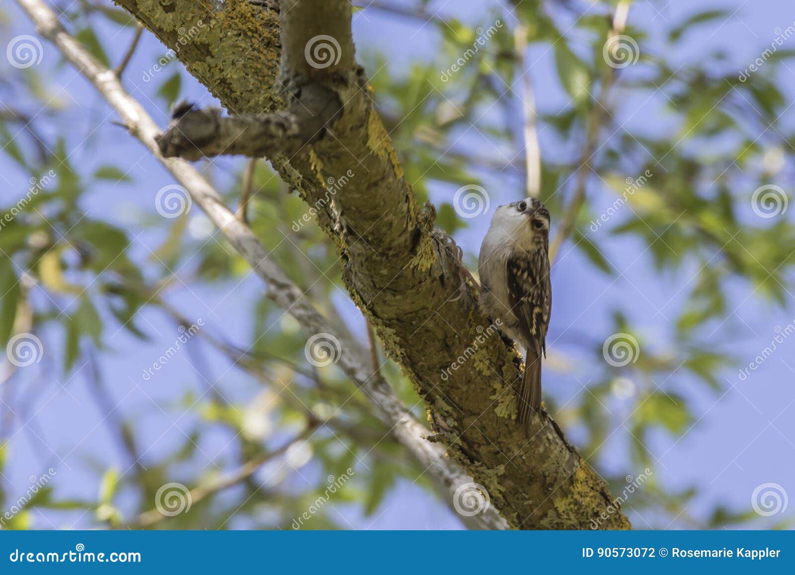 Common Treecreeper Certhia Familiaris Stock Photo - Image of feather ...