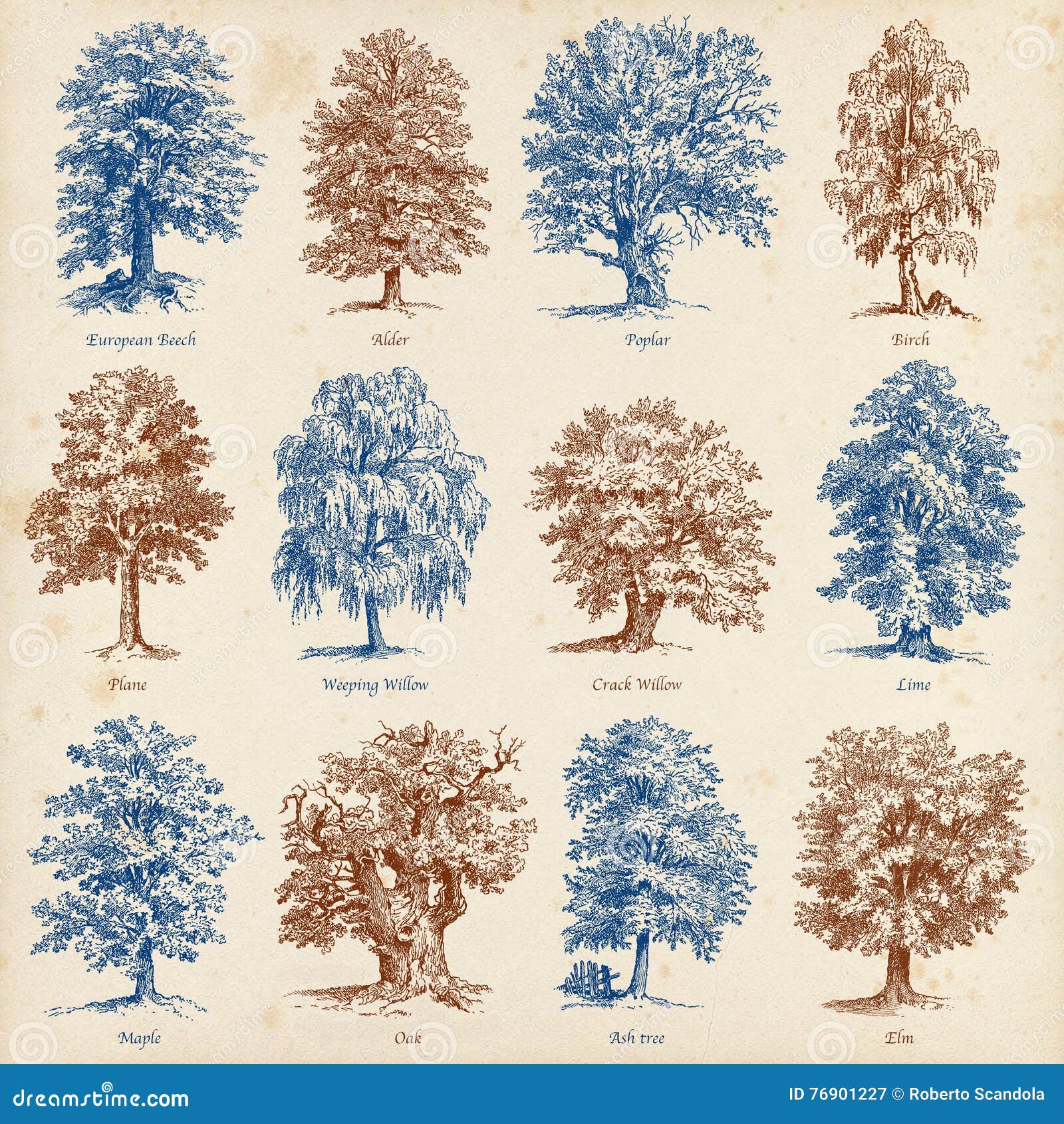 Common Trees Illustrations Set Stock Illustration - Illustration of ...