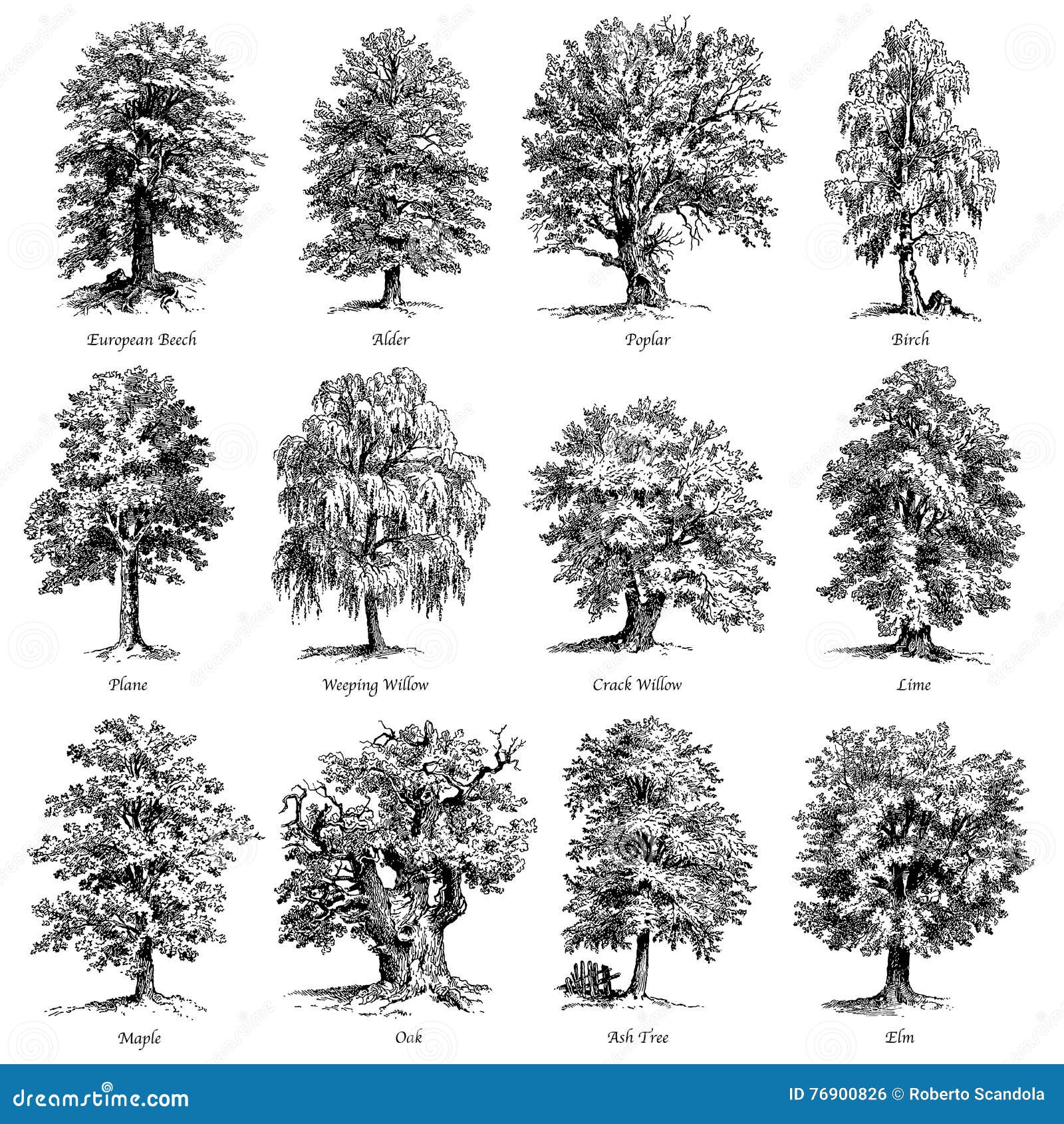 Common Trees Vector Illustrations Set Stock Vector - Illustration of ...